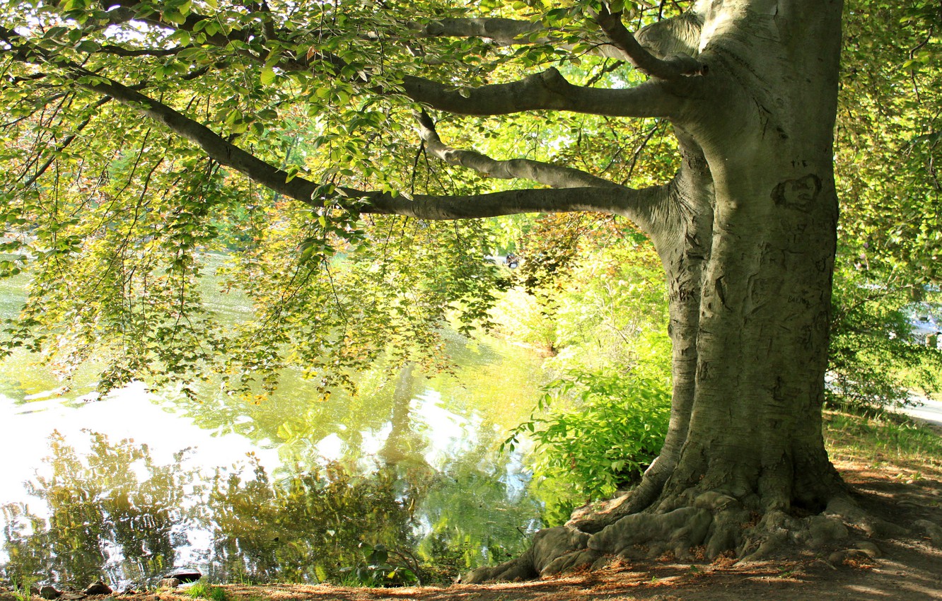 Summer Lake Trees Wallpapers - Wallpaper Cave