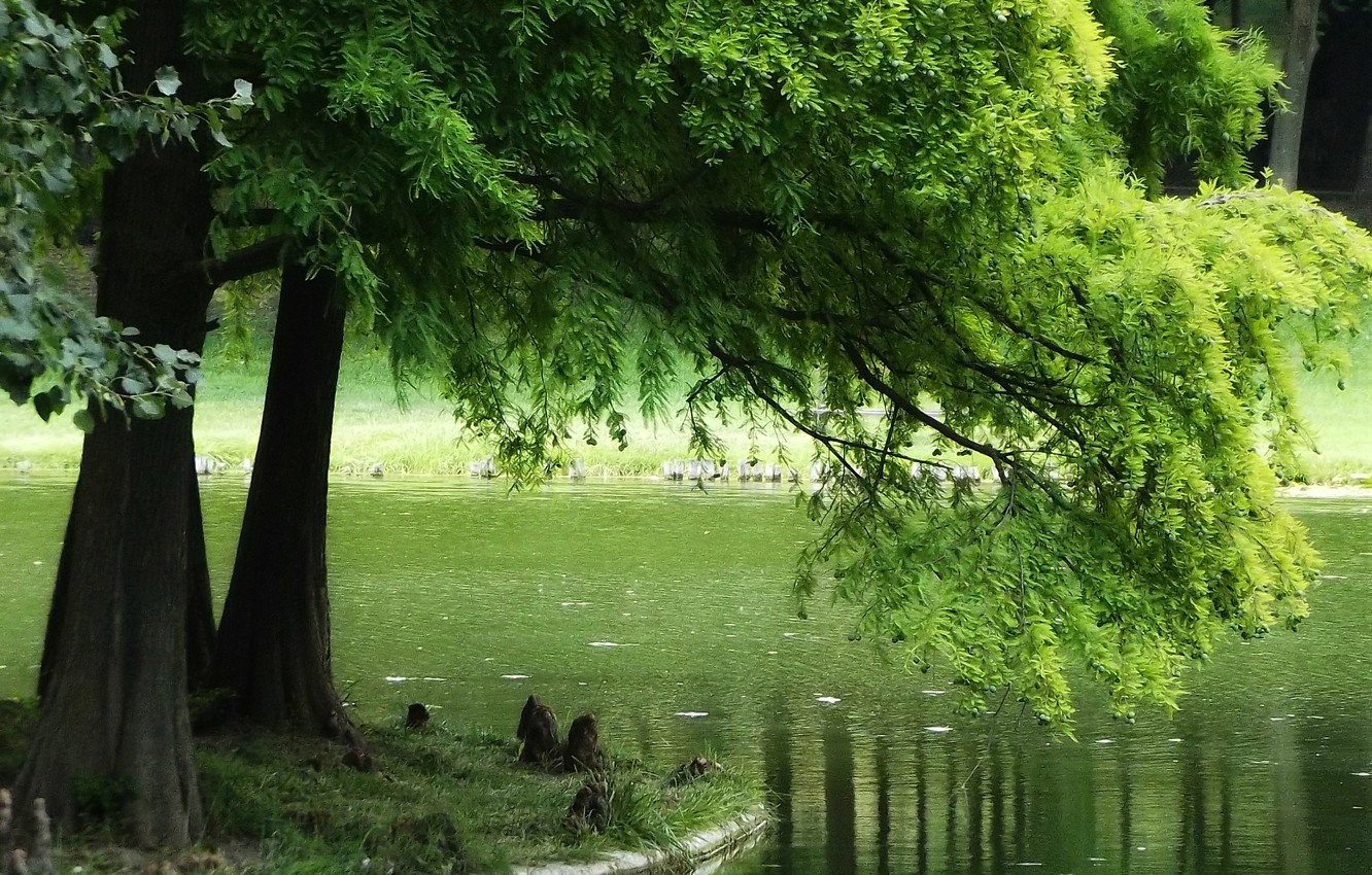 Summer Lake Trees Wallpapers - Wallpaper Cave