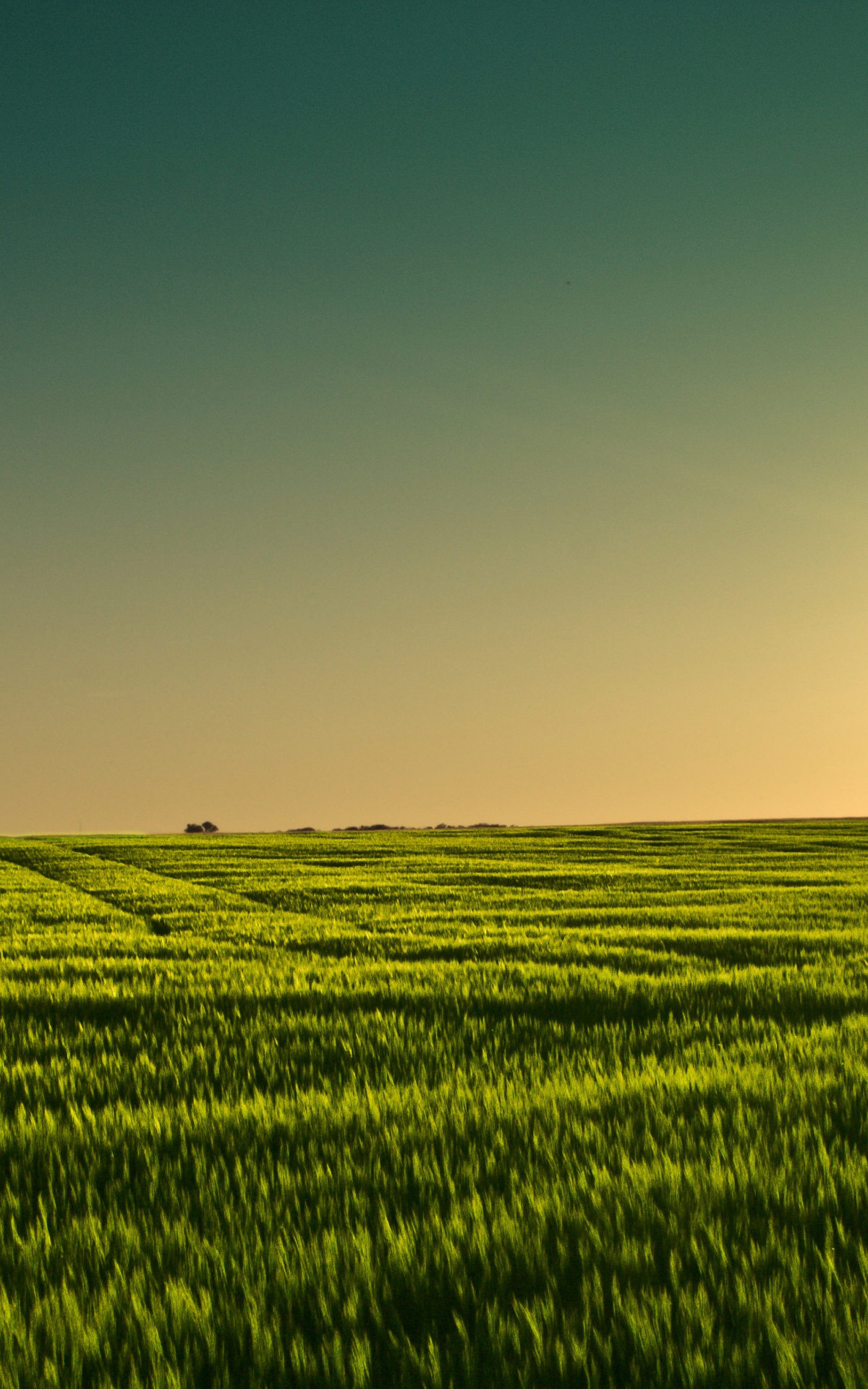 Summer Field iPhone Wallpapers - Wallpaper Cave
