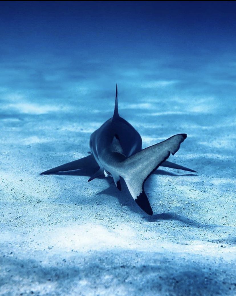 Requin Wallpapers - Wallpaper Cave