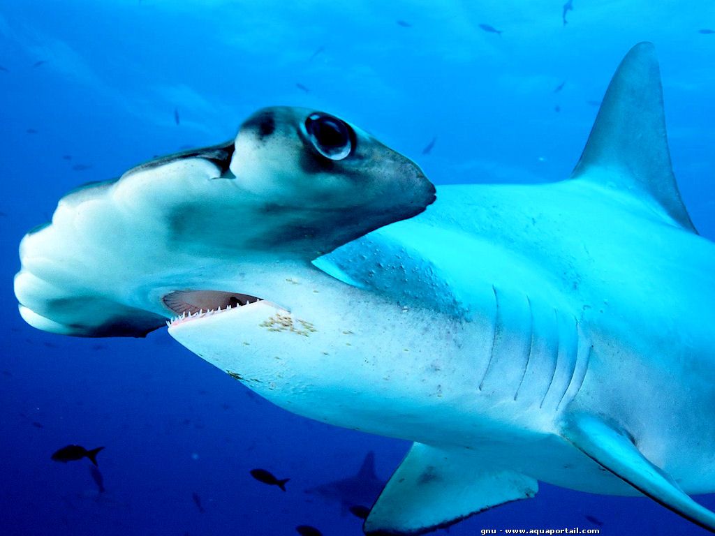 Requin Wallpapers - Wallpaper Cave