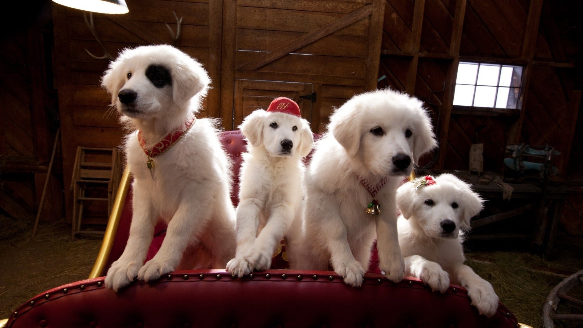 Santa Paws 2: The Santa Pups Wallpapers - Wallpaper Cave