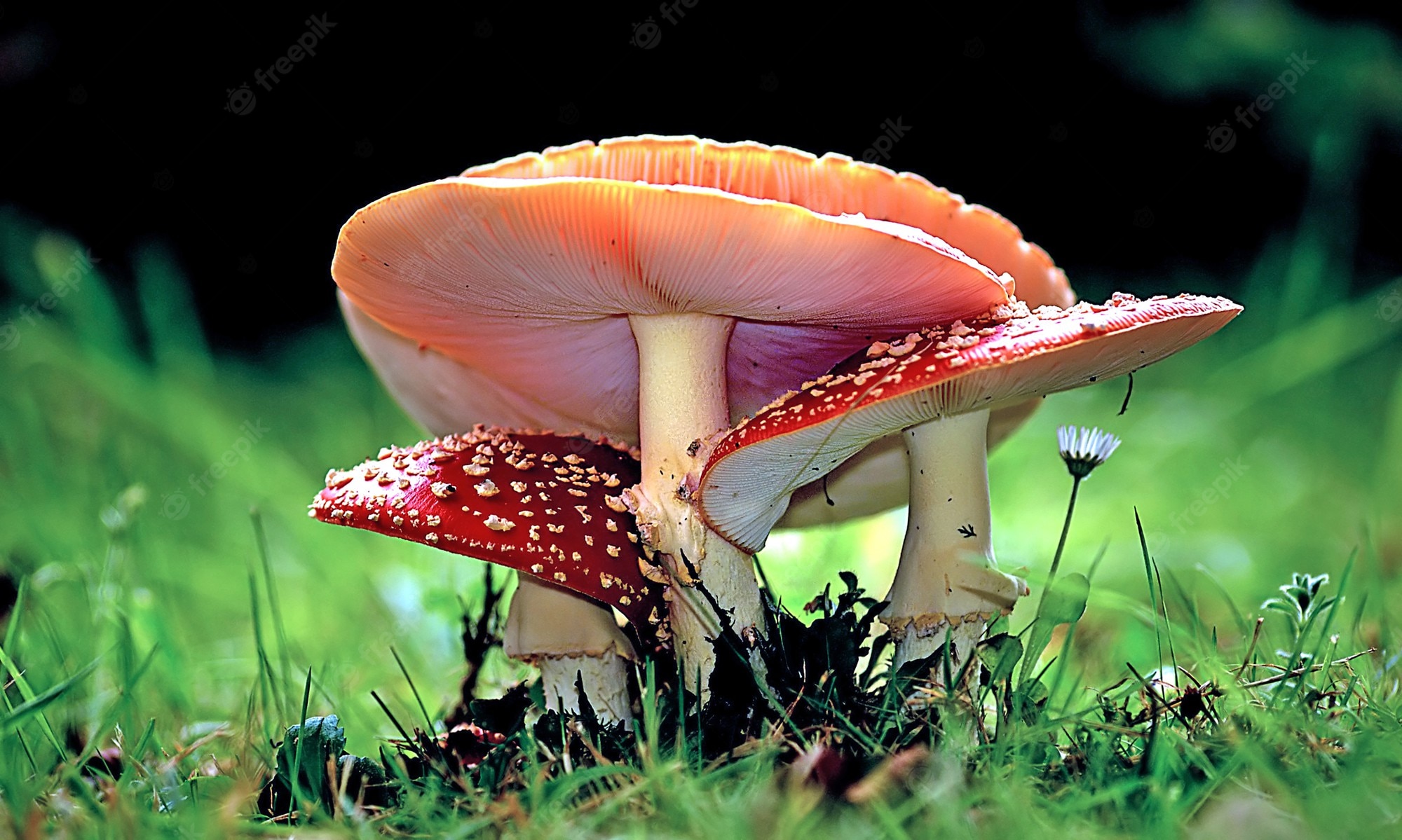 Red Mushroom Wallpapers - Wallpaper Cave