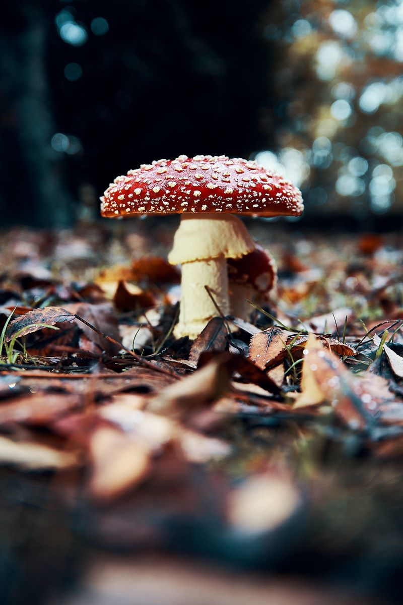 Red Mushroom Wallpapers - Wallpaper Cave