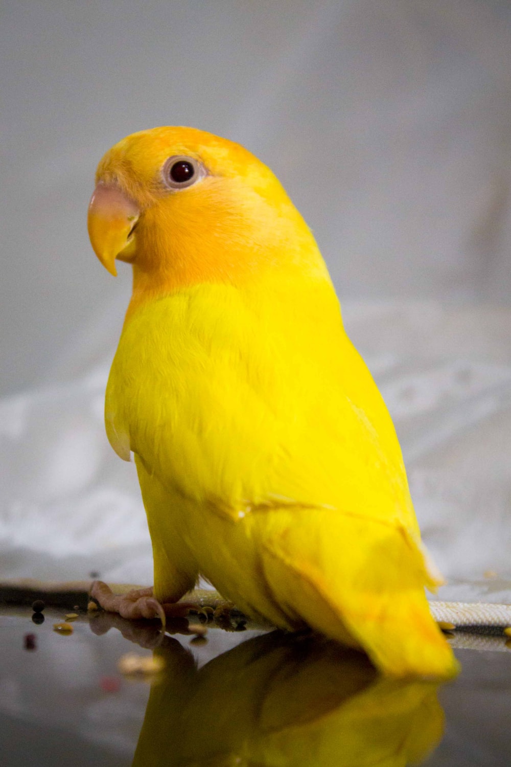 Yellow Birds Wallpapers - Wallpaper Cave