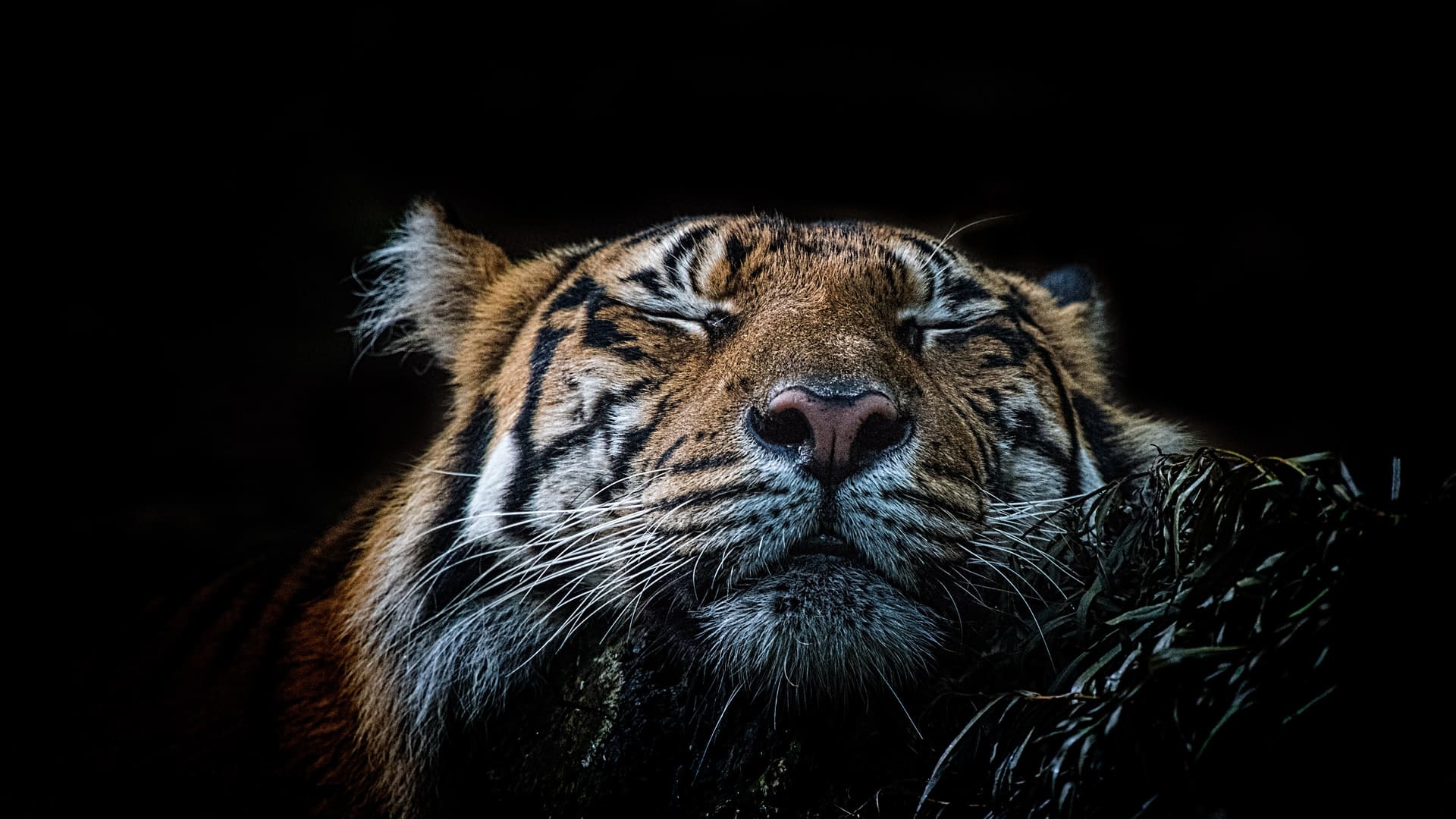 Tiger PC Wallpapers - Wallpaper Cave