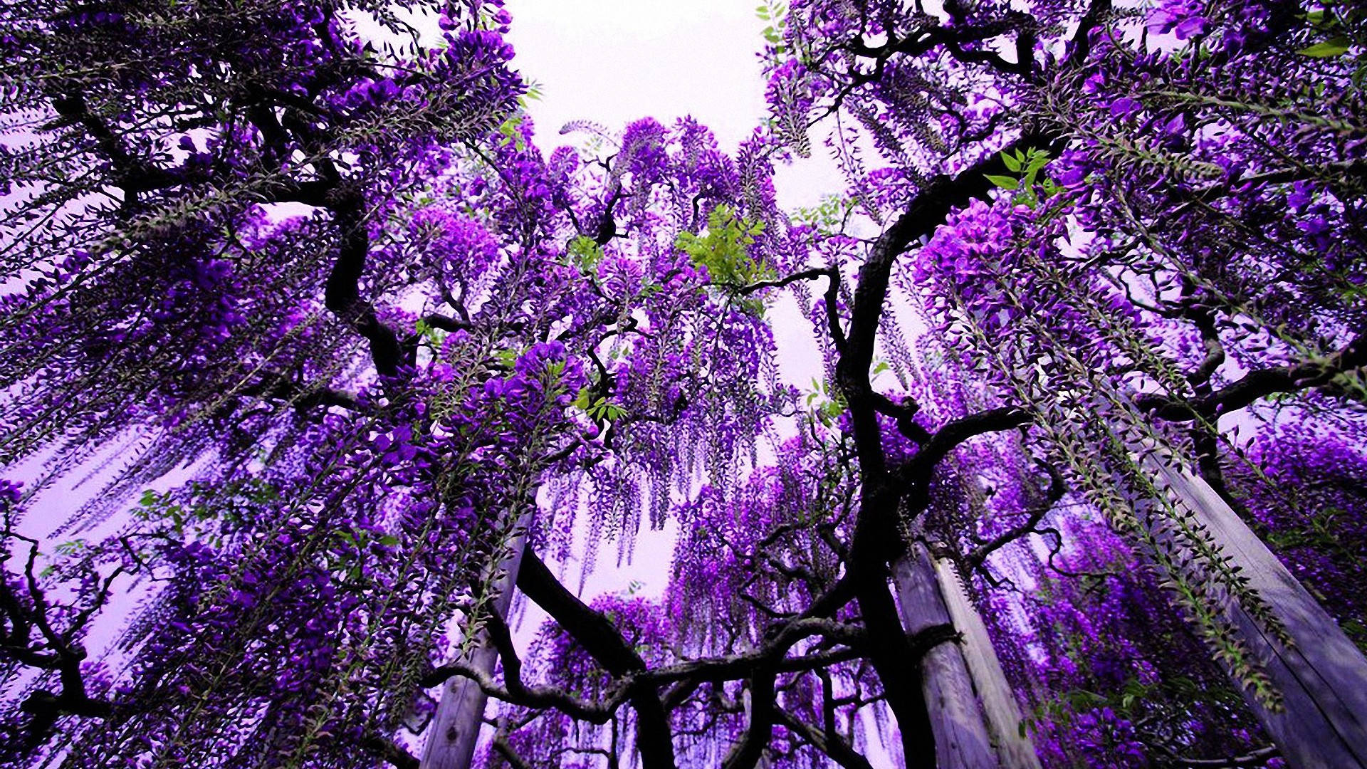 Spring Purple Trees Wallpapers - Wallpaper Cave
