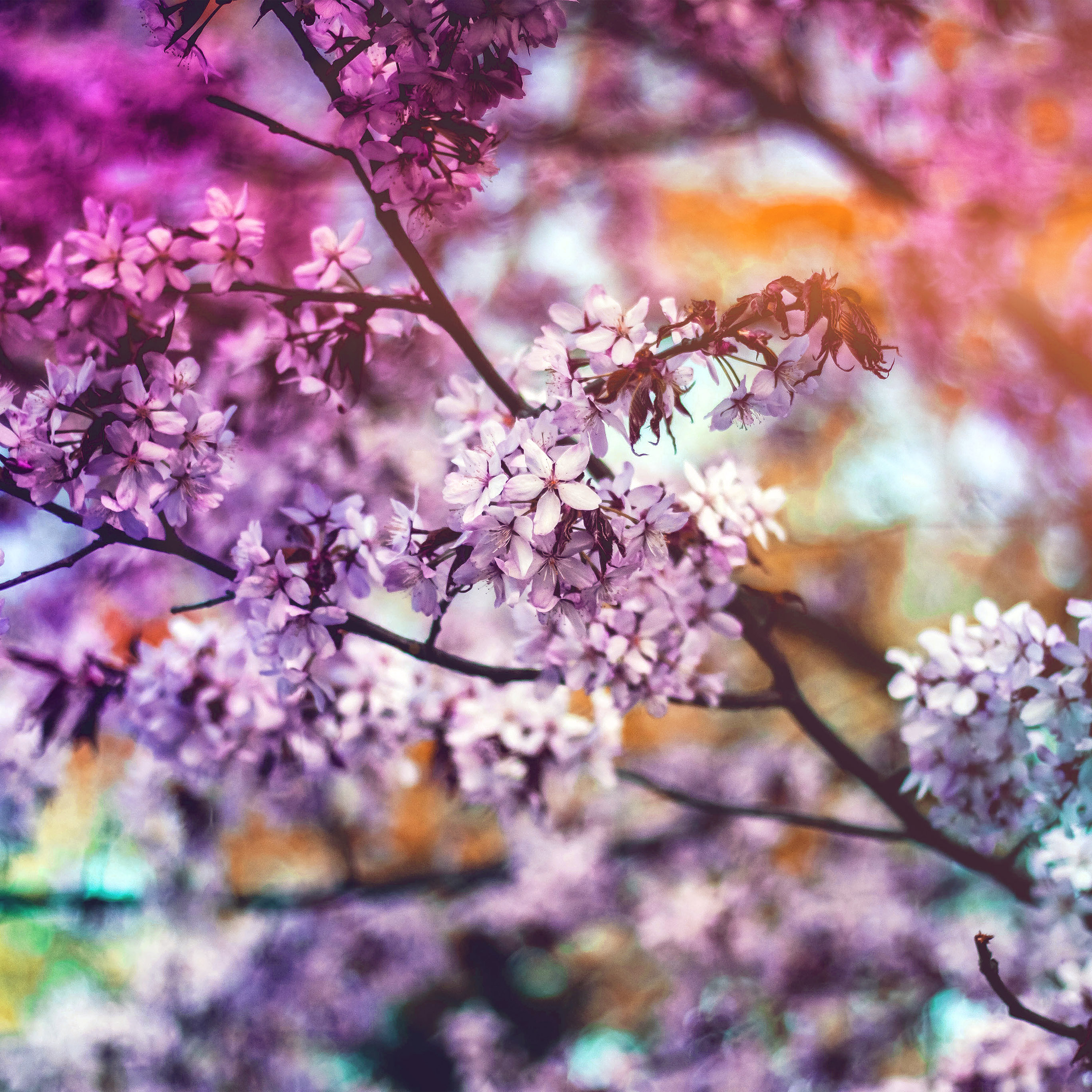 Spring Purple Trees Wallpapers - Wallpaper Cave