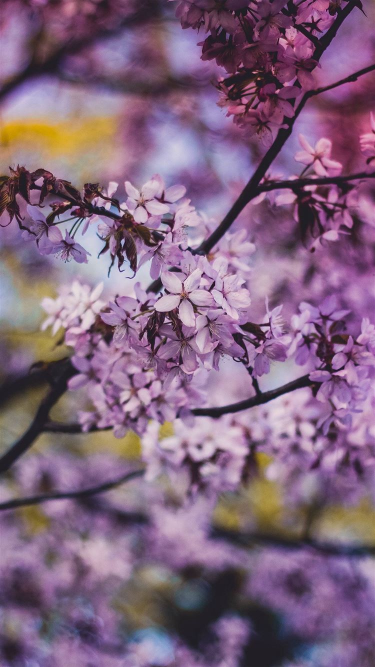 Spring Purple Trees Wallpapers - Wallpaper Cave