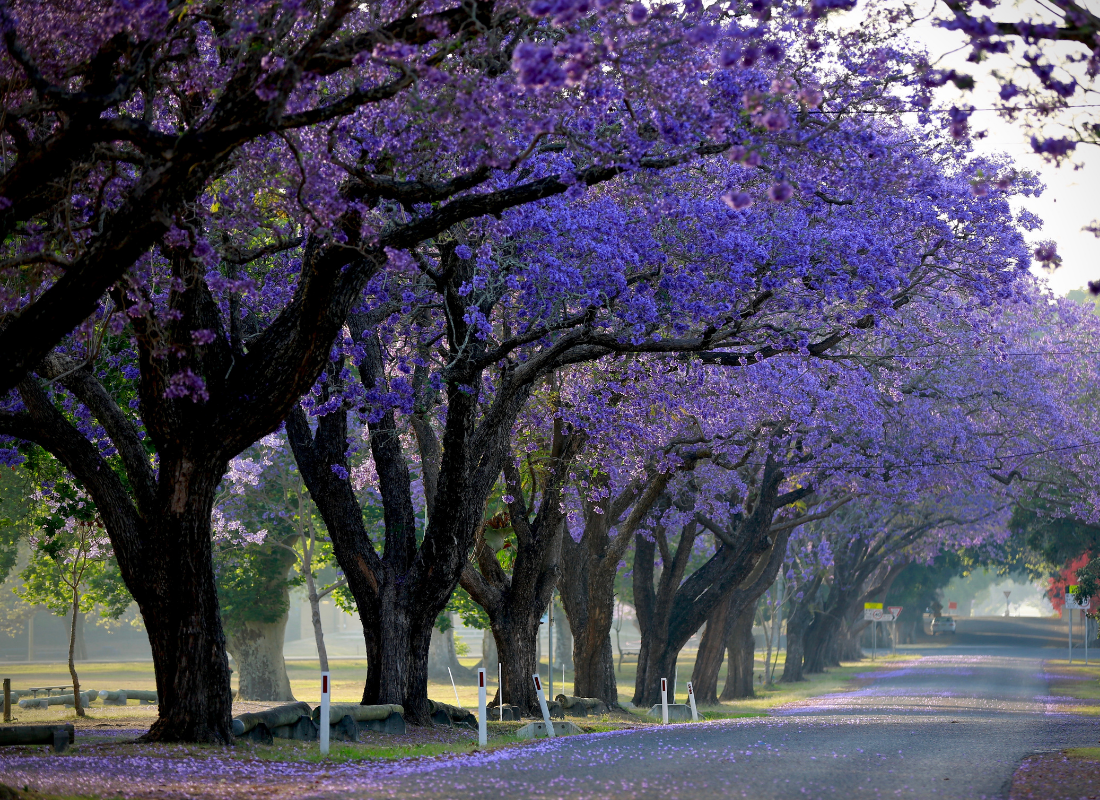 Spring Purple Trees Wallpapers - Wallpaper Cave