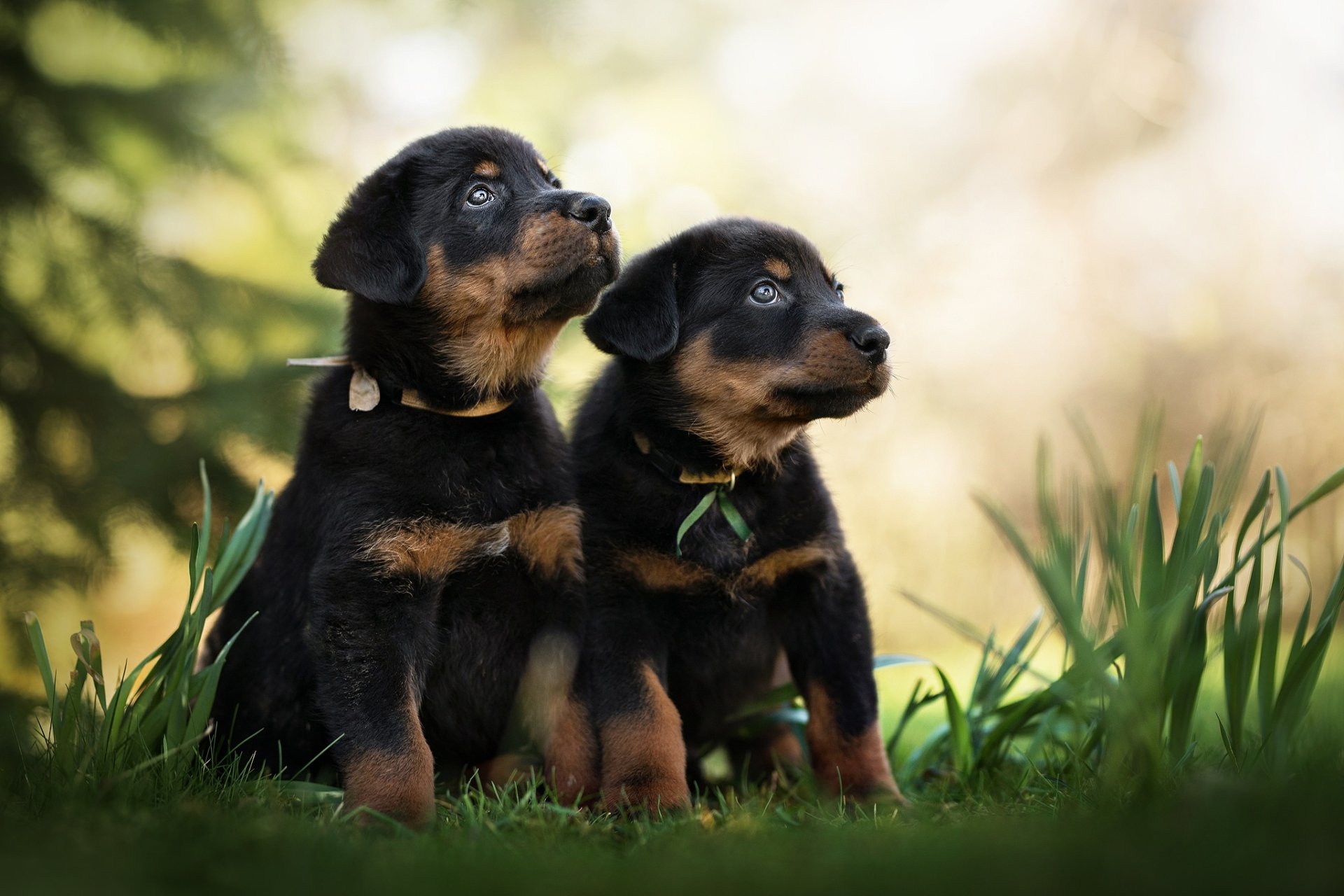 Beauceron Dog Wallpapers - Wallpaper Cave