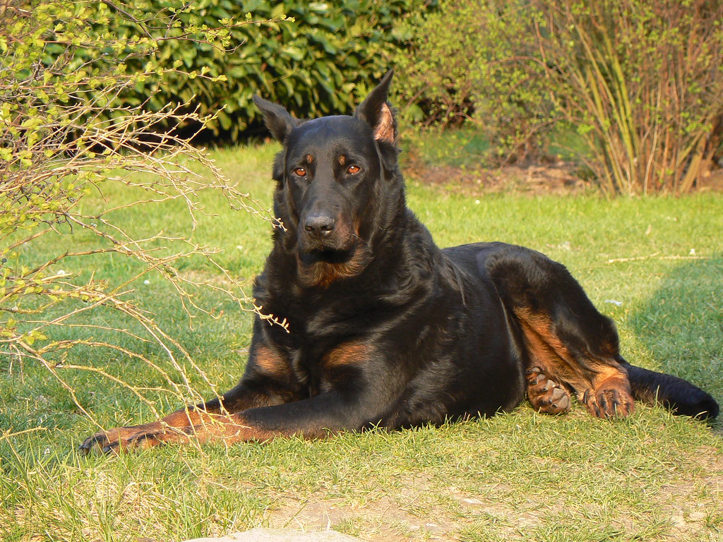 Beauceron Dog Wallpapers - Wallpaper Cave