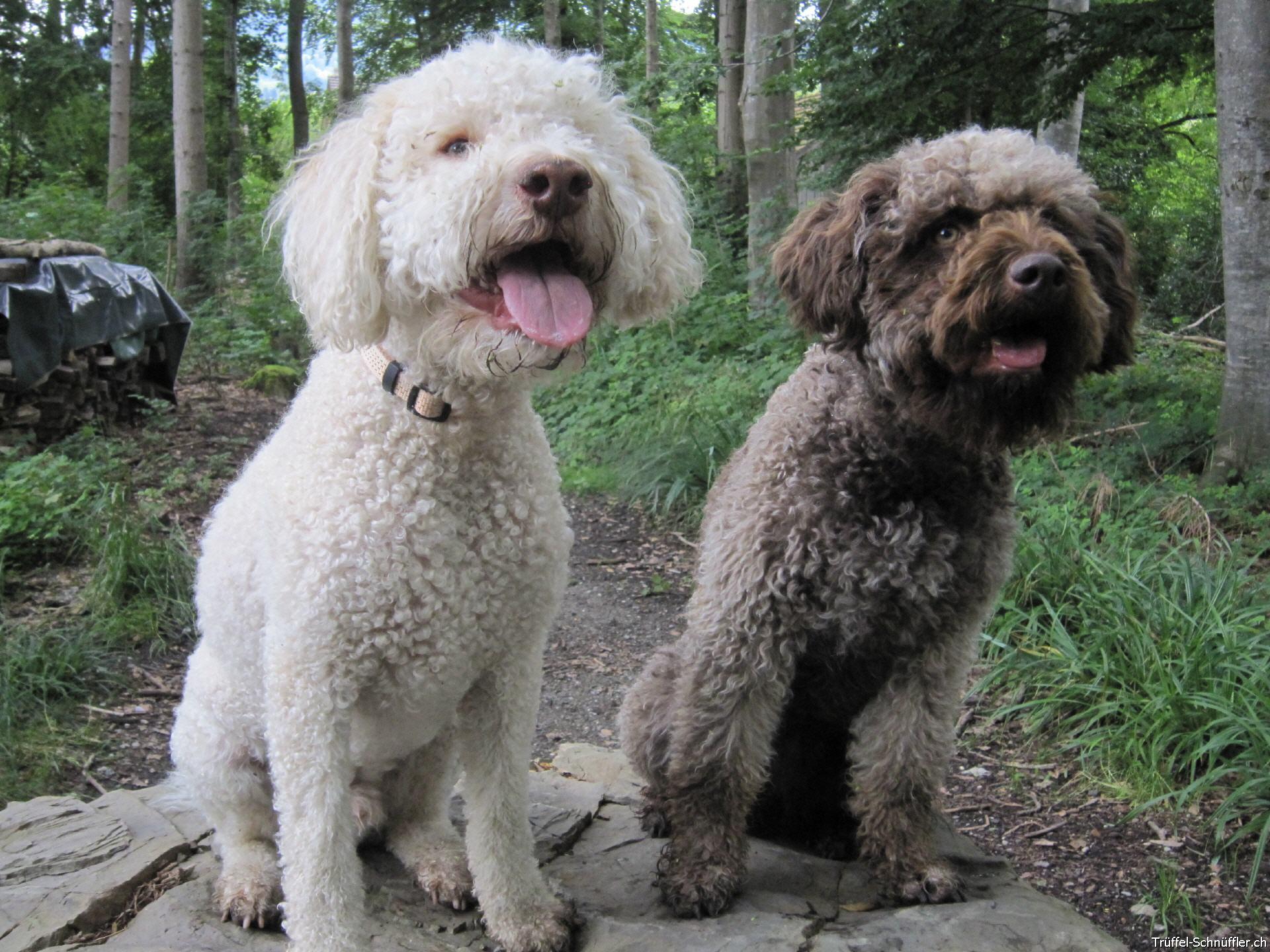 Lagotto Romagnolo Wallpapers - Wallpaper Cave