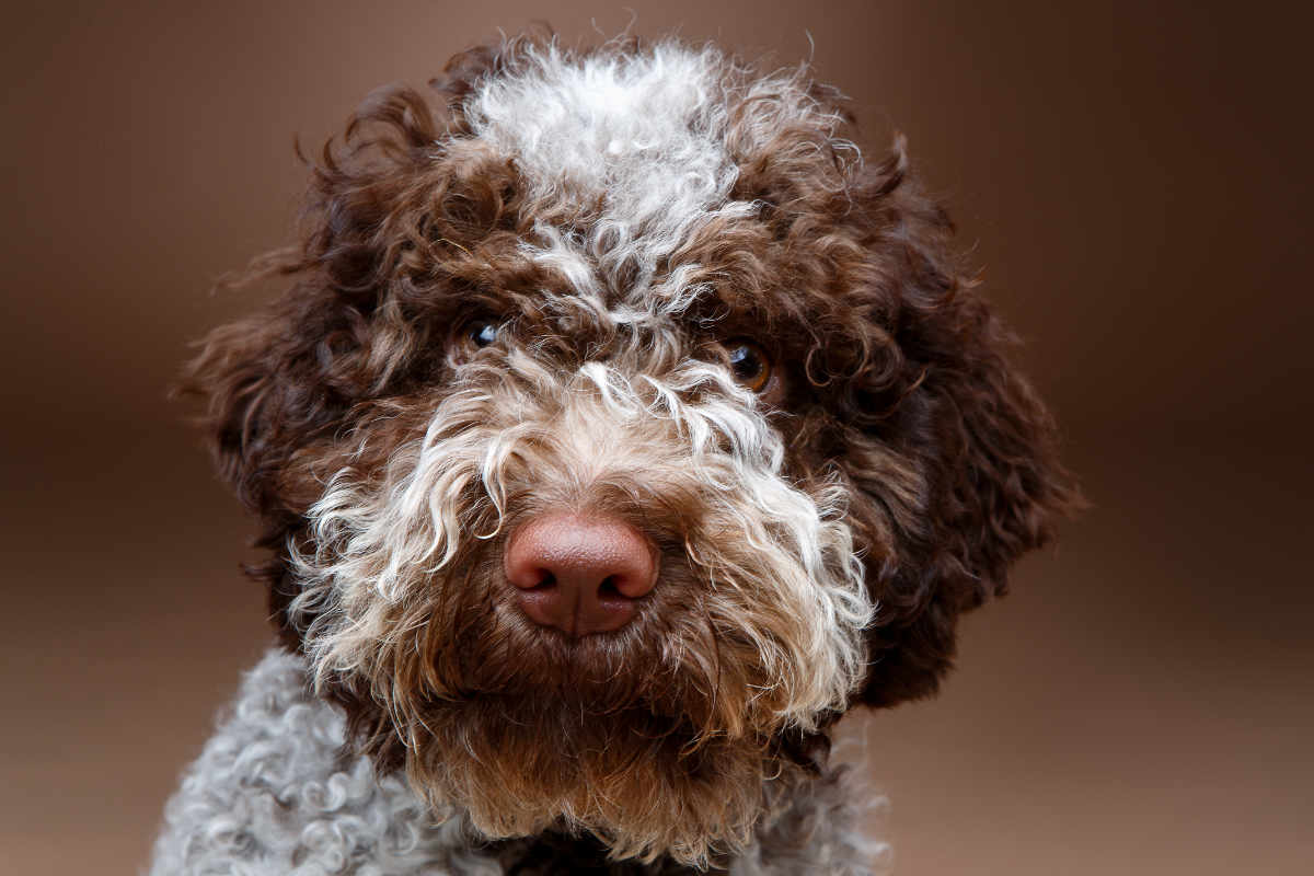 Lagotto Romagnolo Wallpapers - Wallpaper Cave