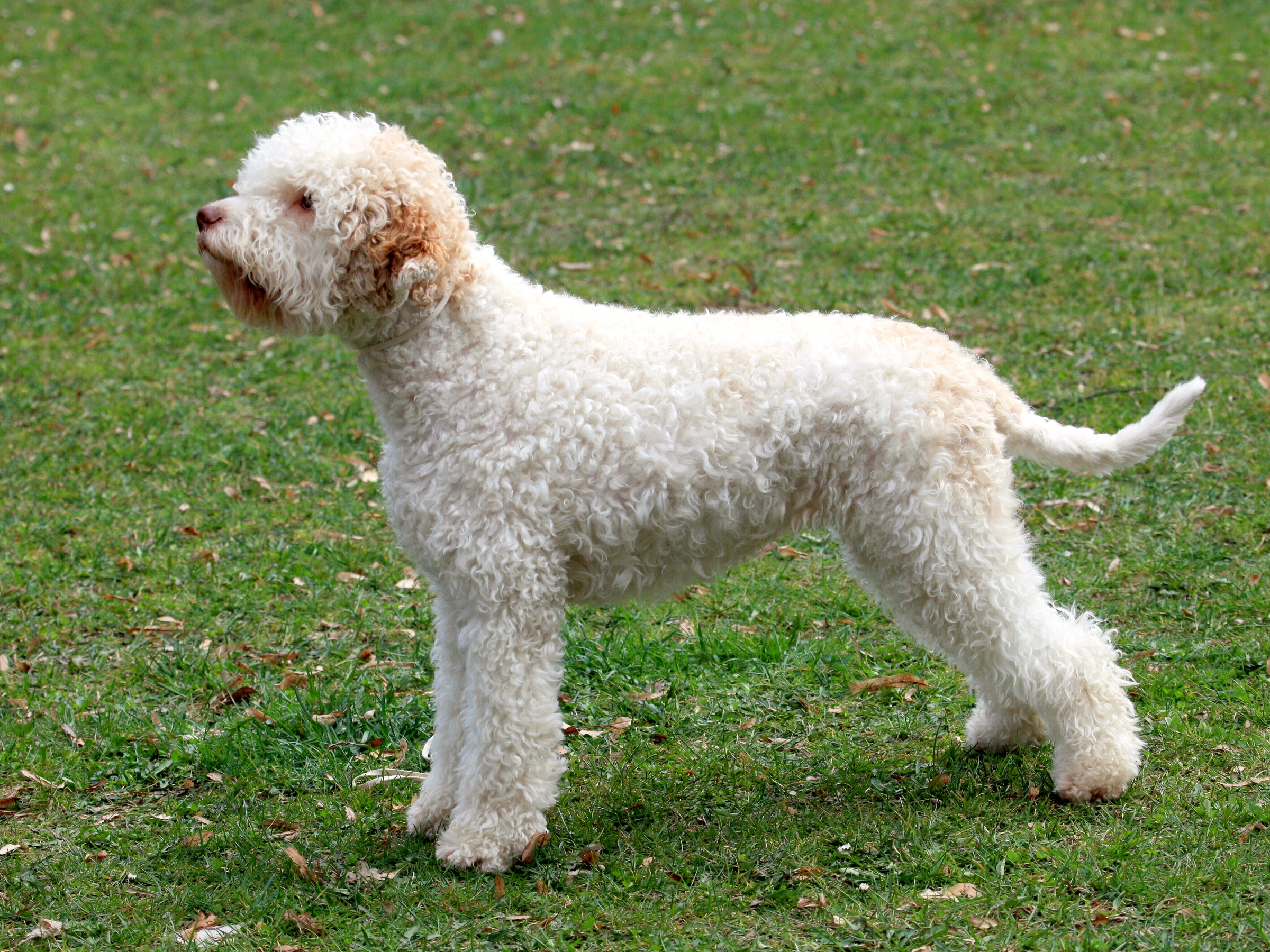 Lagotto Romagnolo Wallpapers - Wallpaper Cave