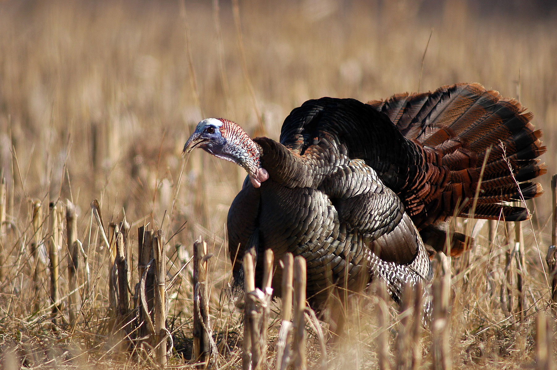 Wild Turkeys Wallpapers - Wallpaper Cave