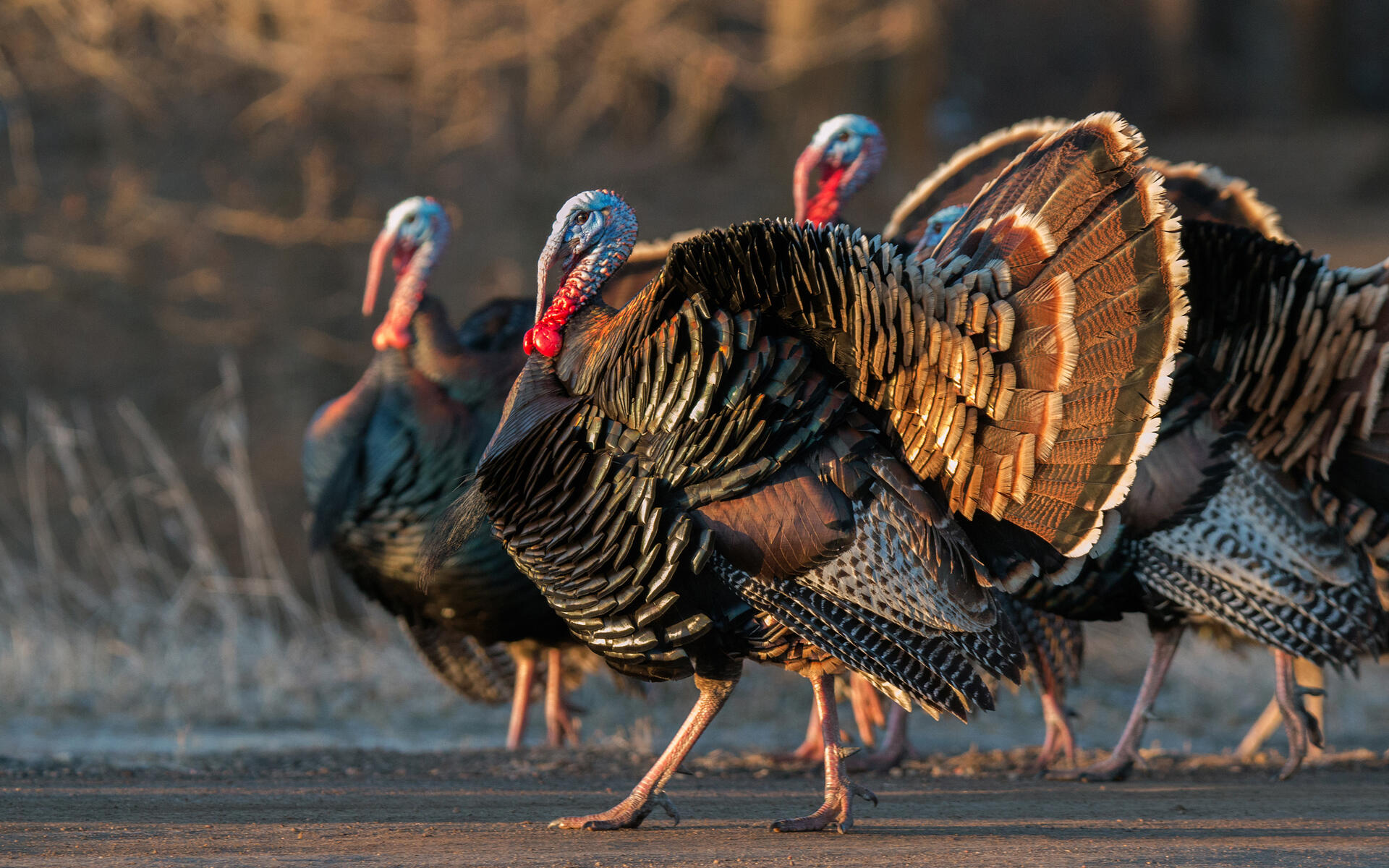 Wild Turkeys Wallpapers - Wallpaper Cave