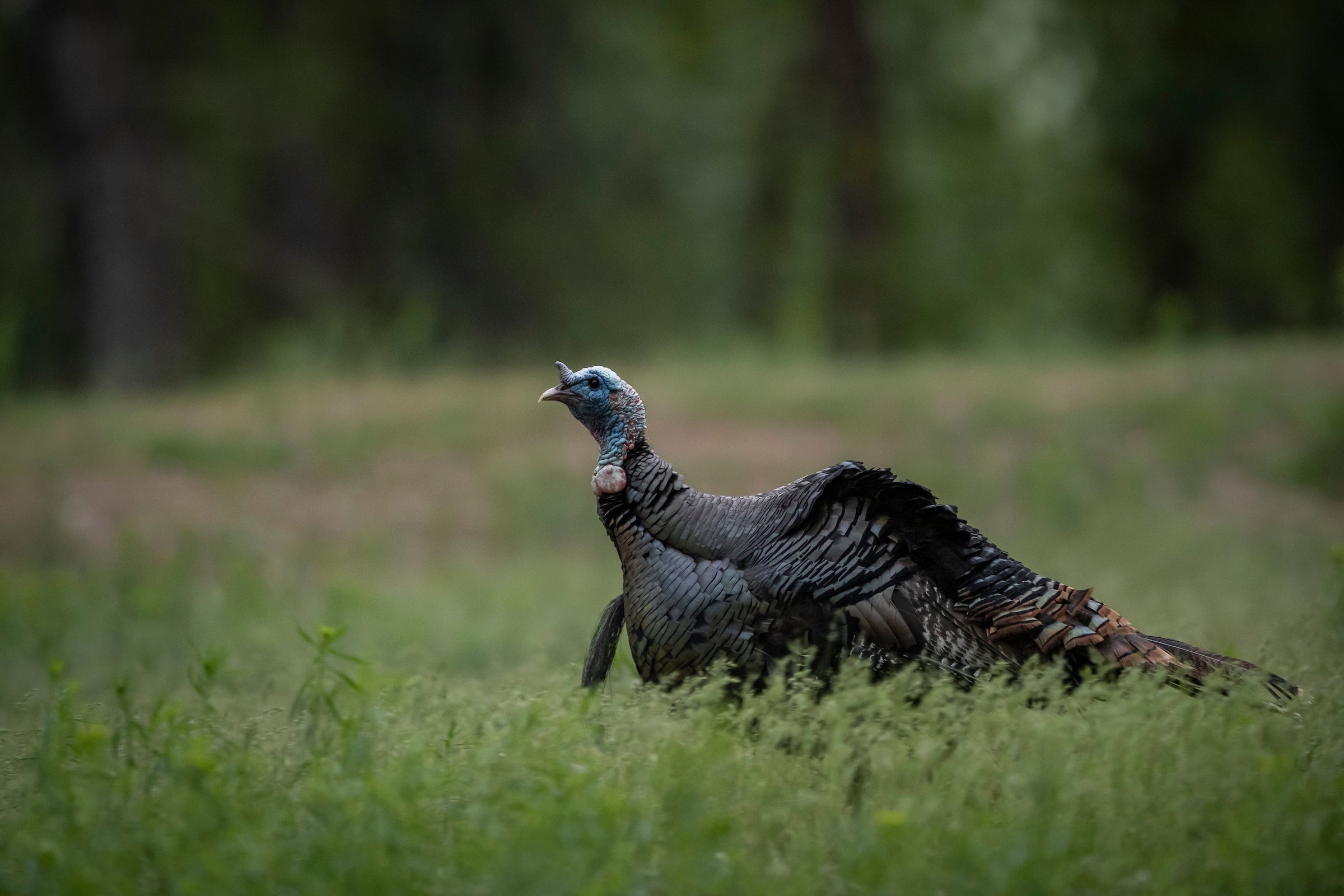 Wild Turkeys Wallpapers - Wallpaper Cave