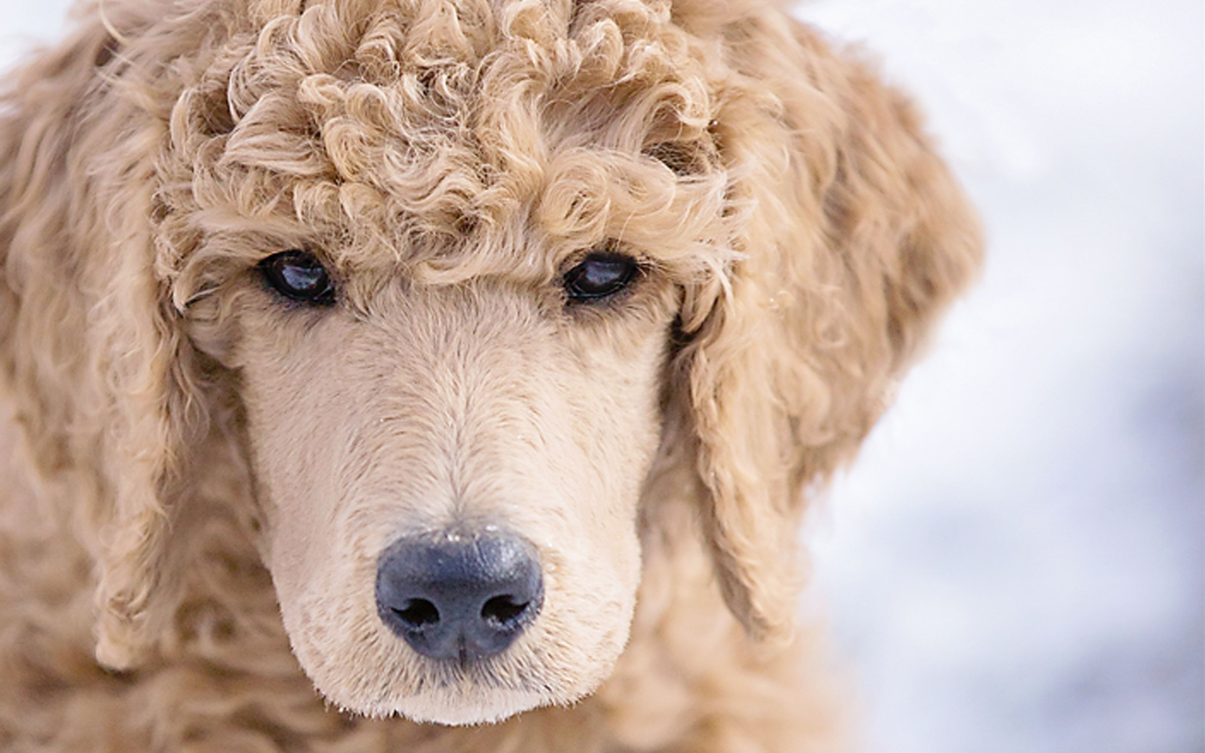 Poodle Dogs Wallpapers - Wallpaper Cave