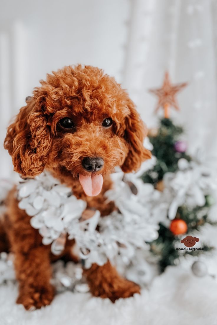 Poodle Dogs Wallpapers - Wallpaper Cave