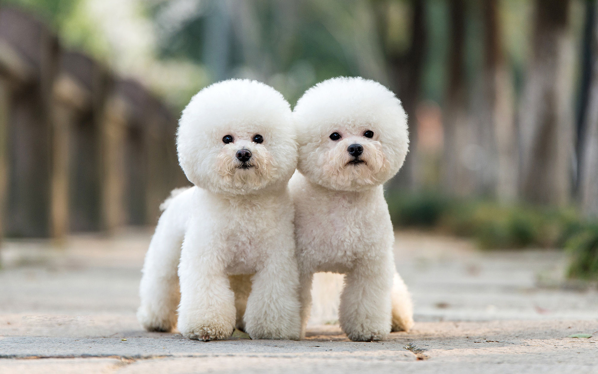 Poodle Dogs Wallpapers - Wallpaper Cave