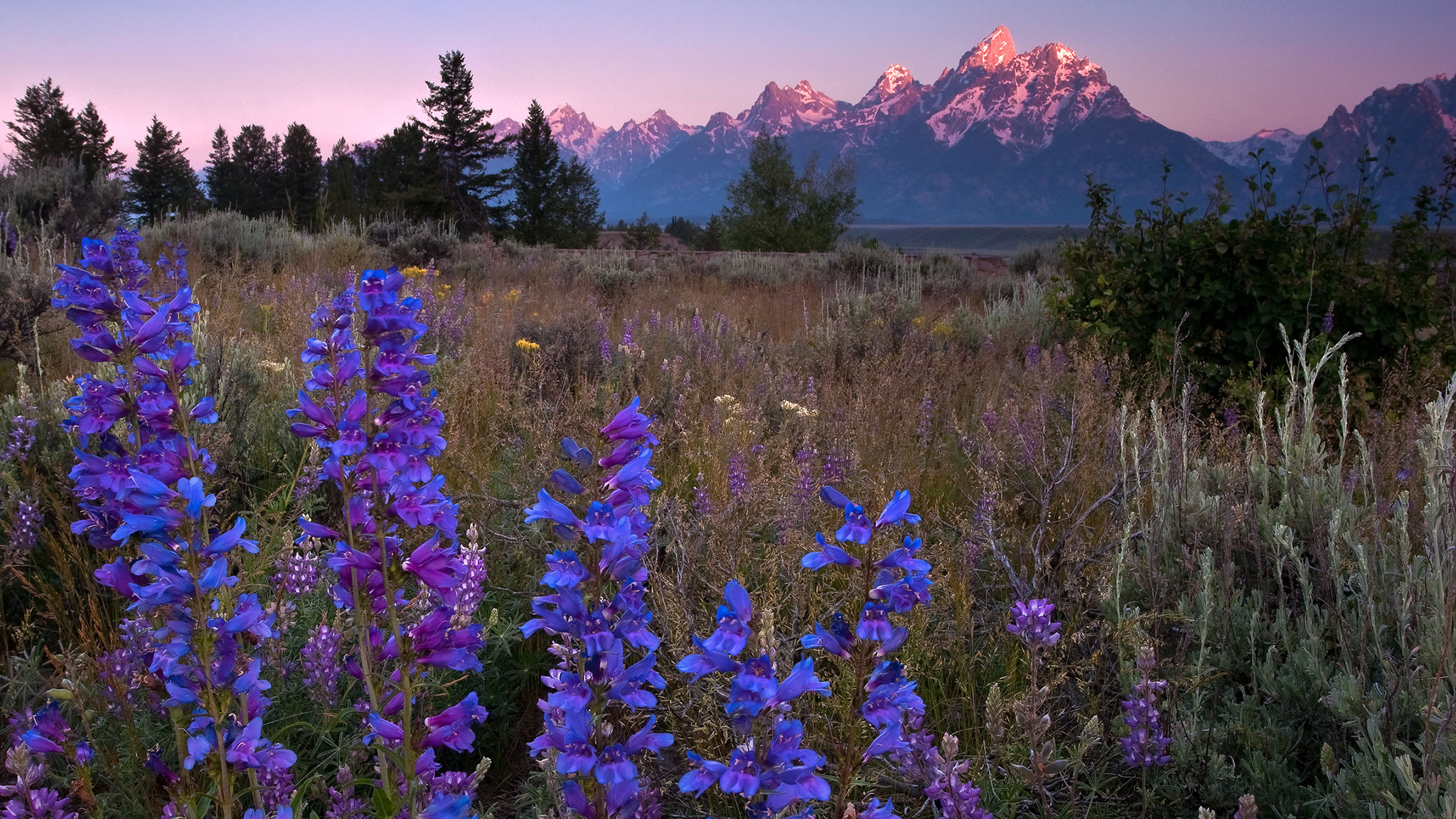 Lupine Meadow Wallpapers - Wallpaper Cave