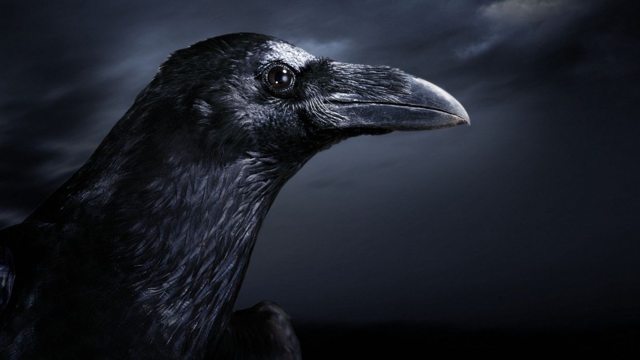 Dark Birds Wallpapers - Wallpaper Cave