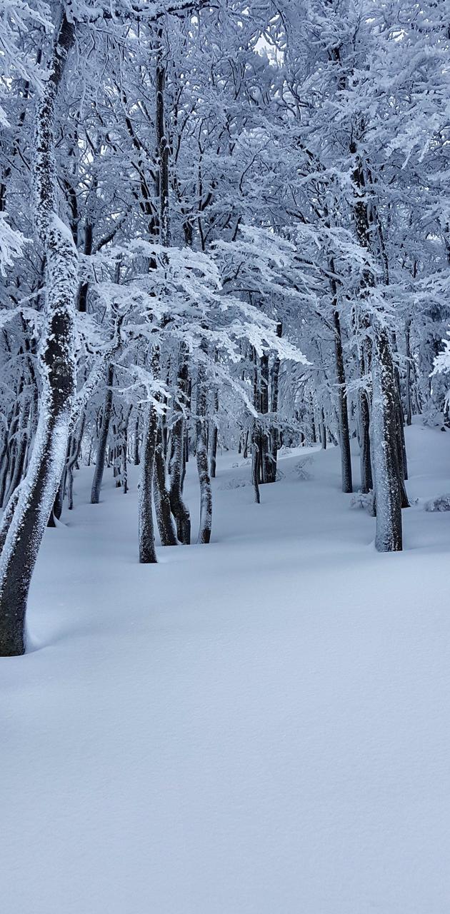 Snowy Woods Wallpapers - Wallpaper Cave