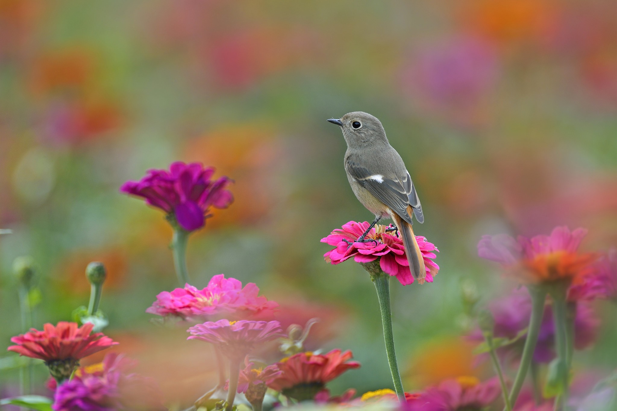 Little Bird And Flowers Wallpapers - Wallpaper Cave