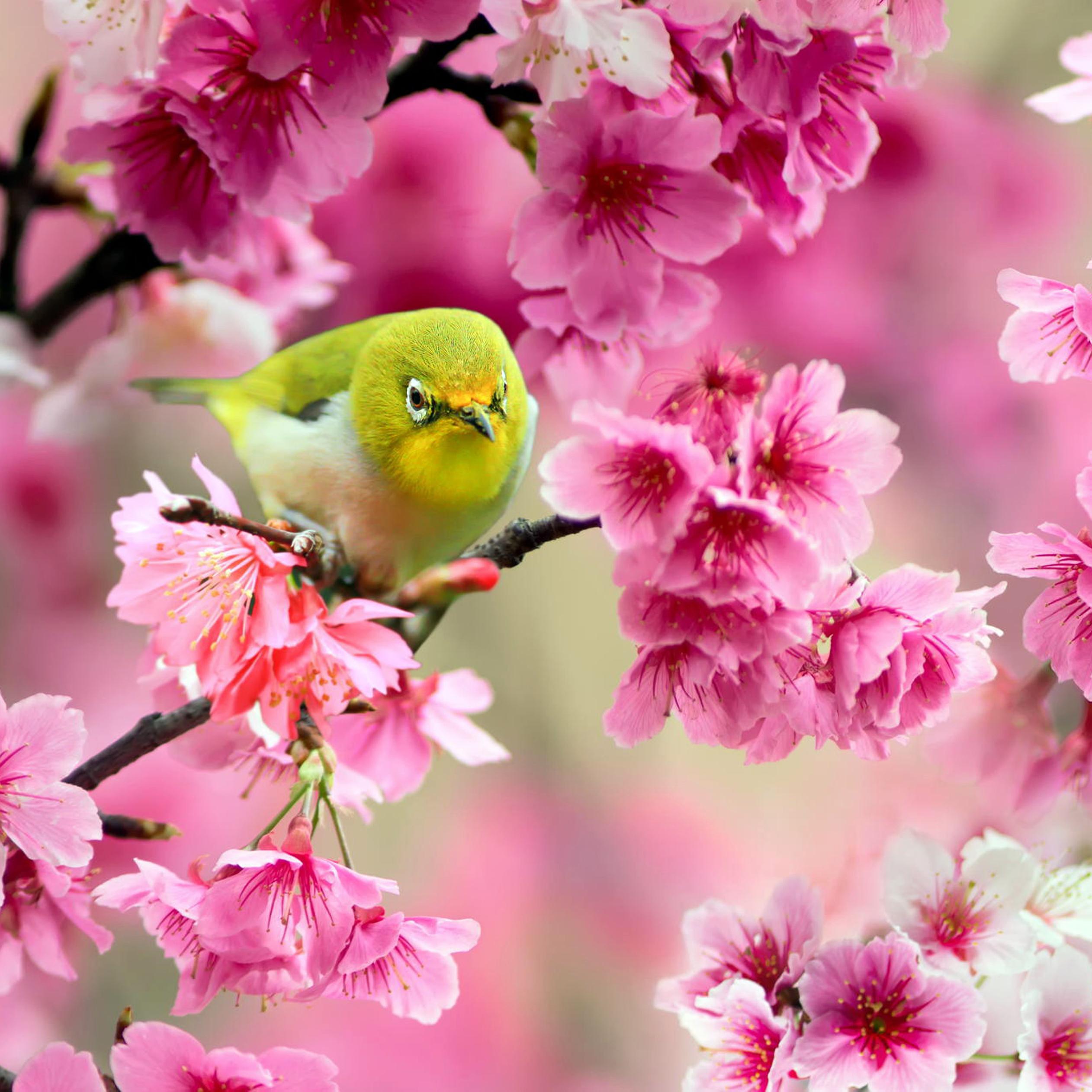 Little Bird And Flowers Wallpapers - Wallpaper Cave