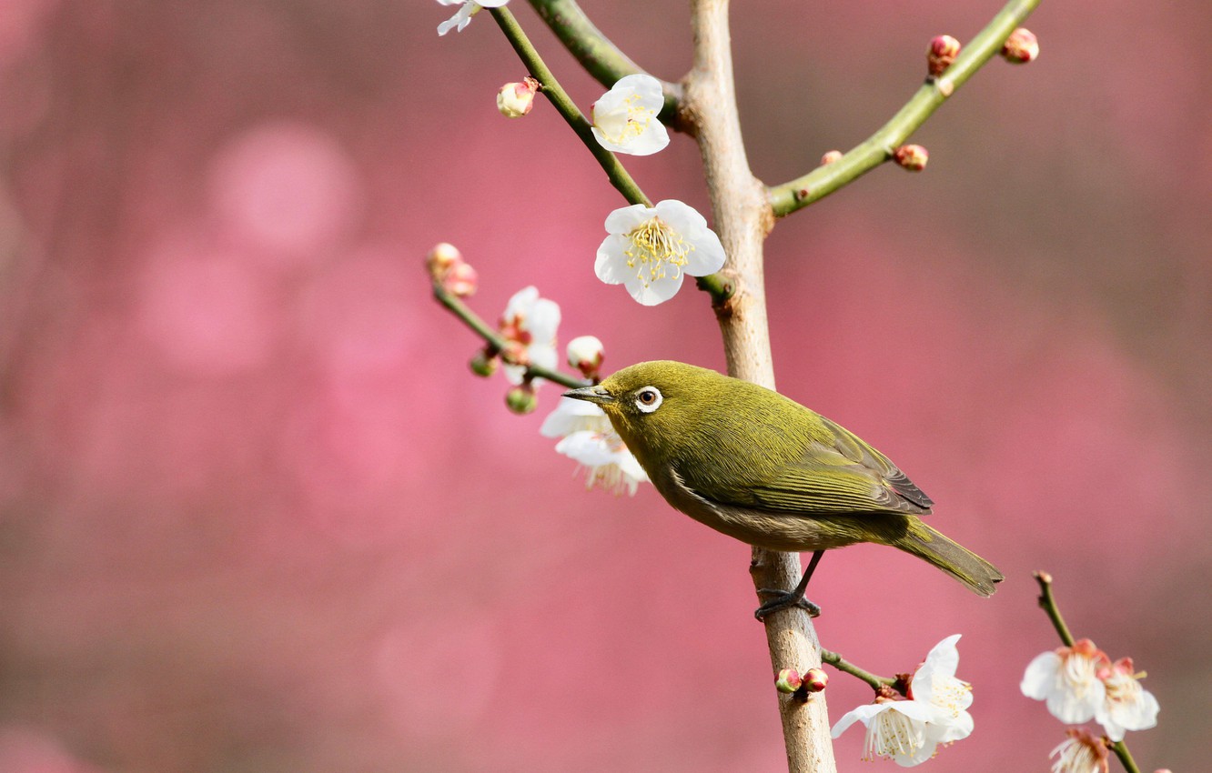 Little Bird And Flowers Wallpapers - Wallpaper Cave
