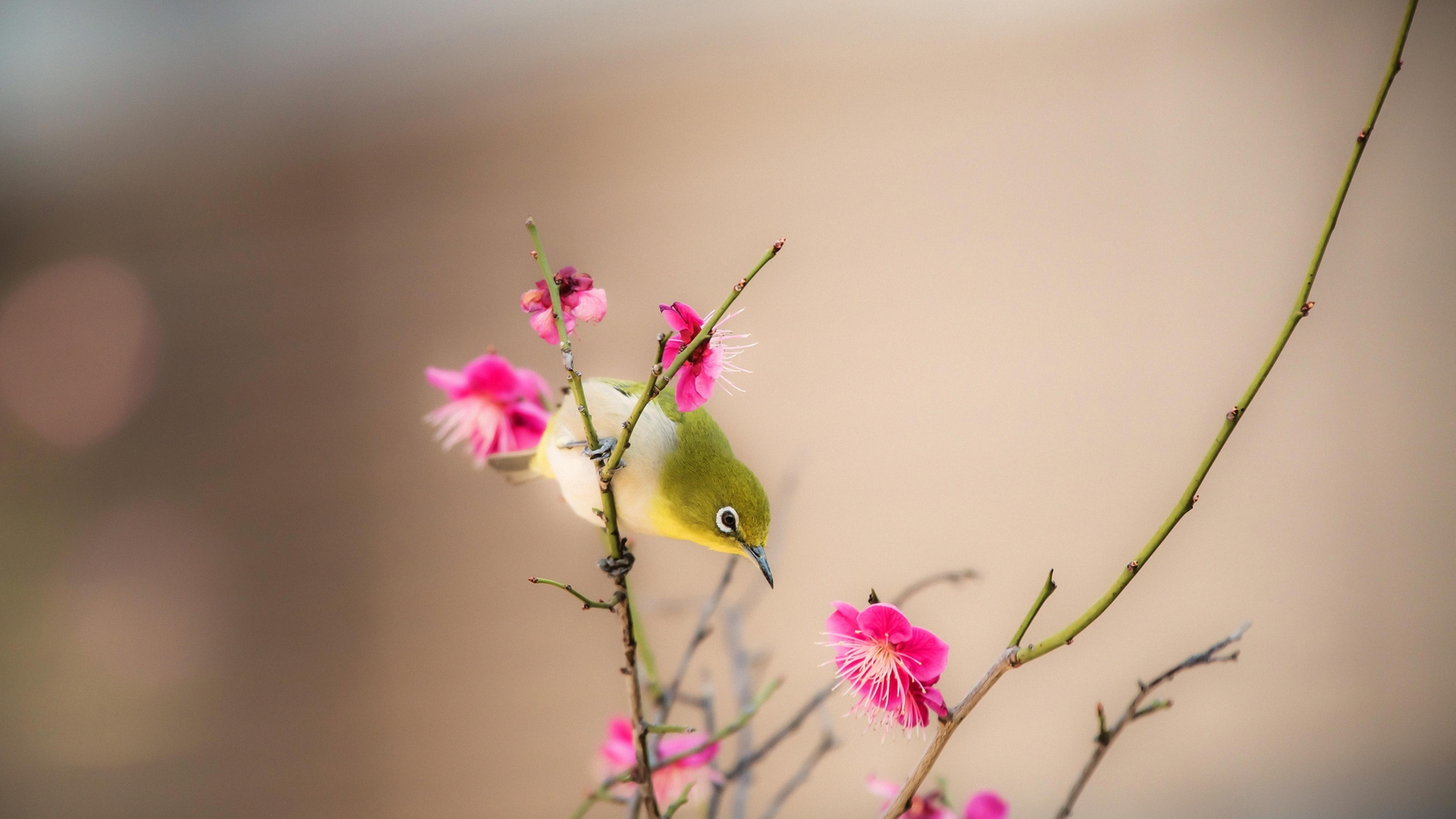 Little Bird And Flowers Wallpapers - Wallpaper Cave