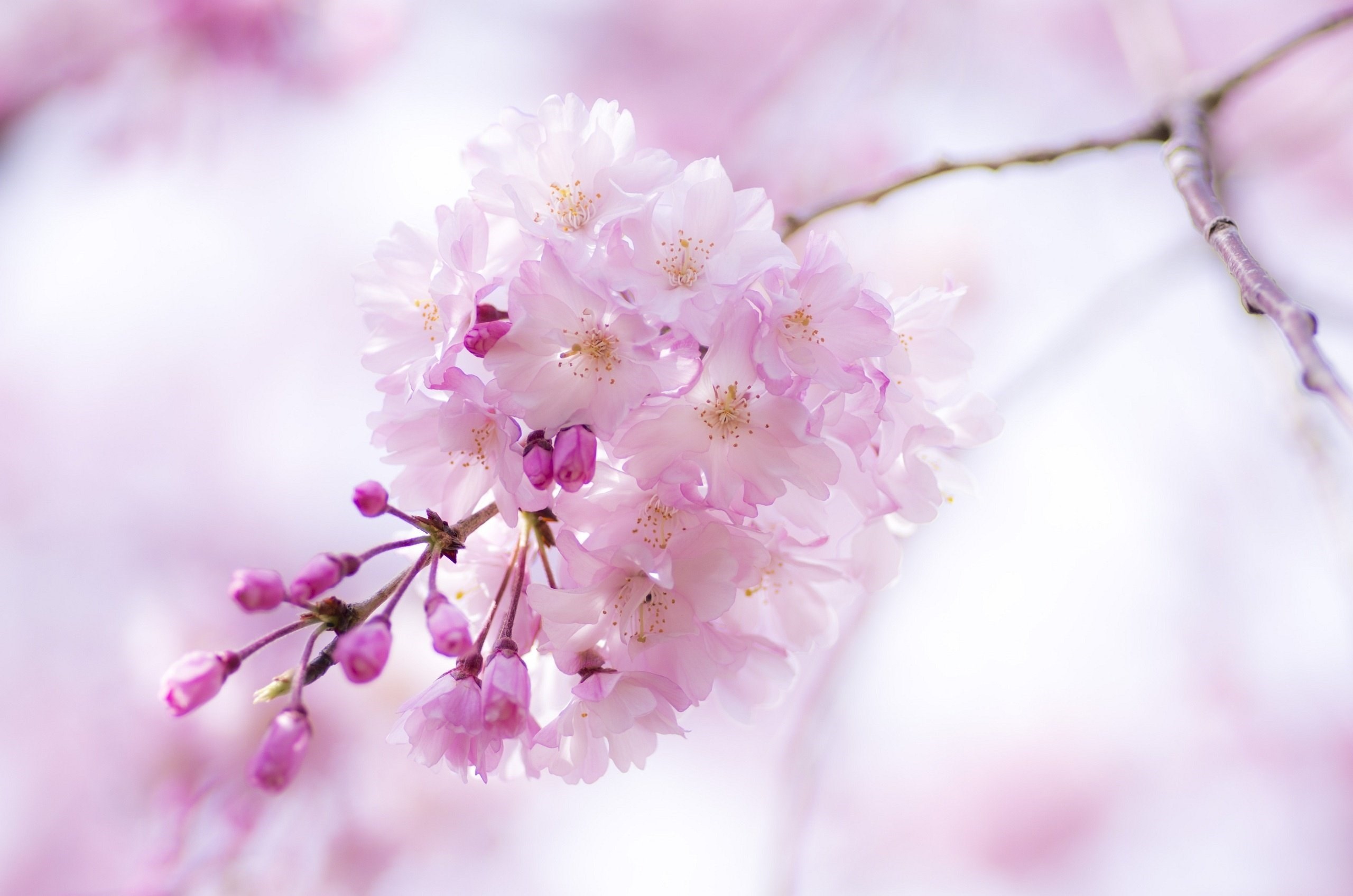 Bloom Spring Wallpapers - Wallpaper Cave
