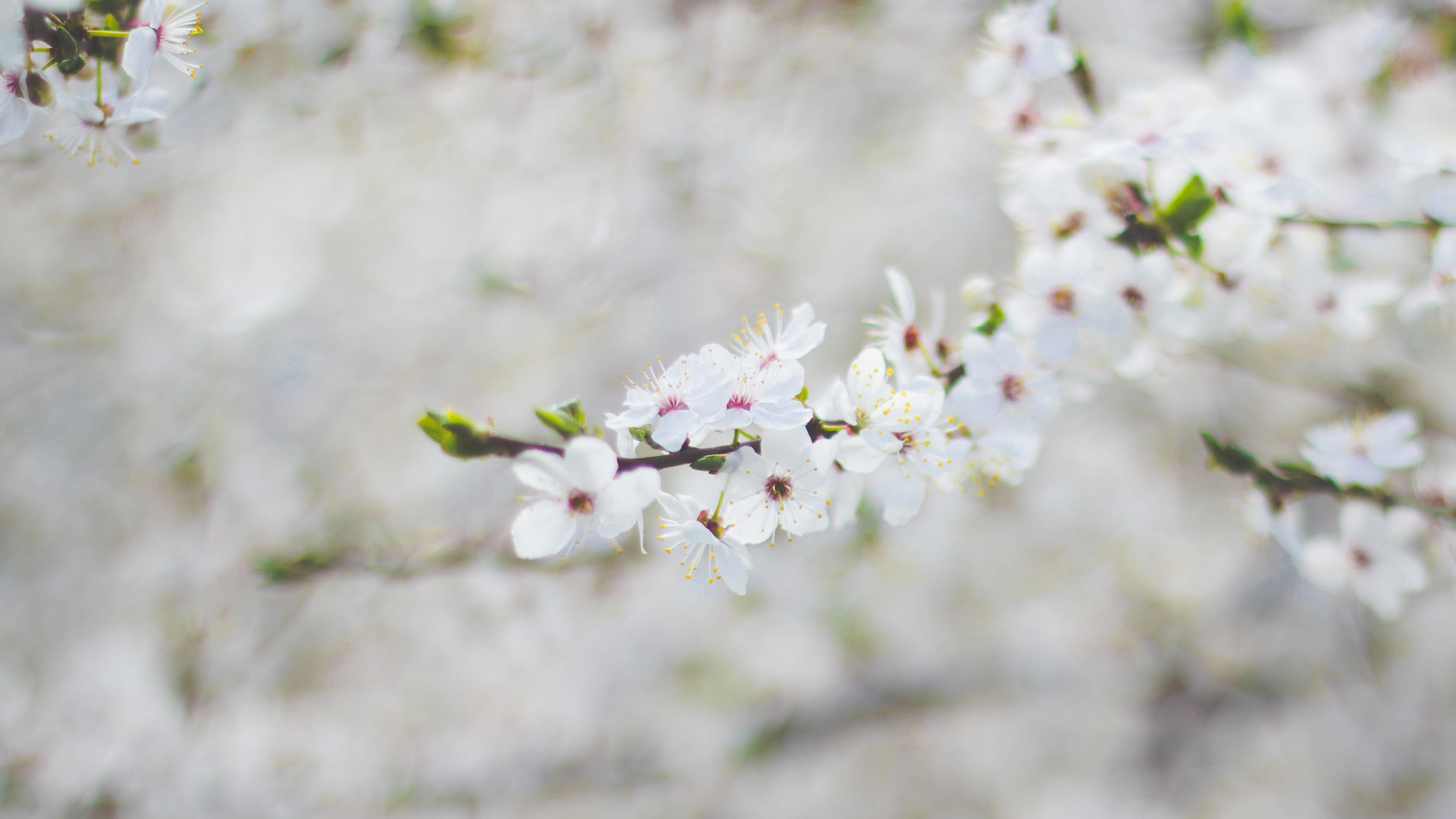 Macbook Spring Simple Wallpapers - Wallpaper Cave