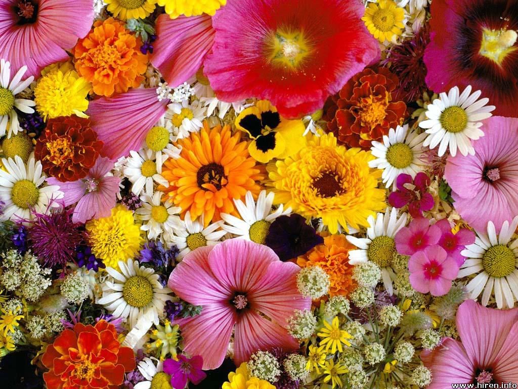 Mixed Flowers Wallpapers - Wallpaper Cave