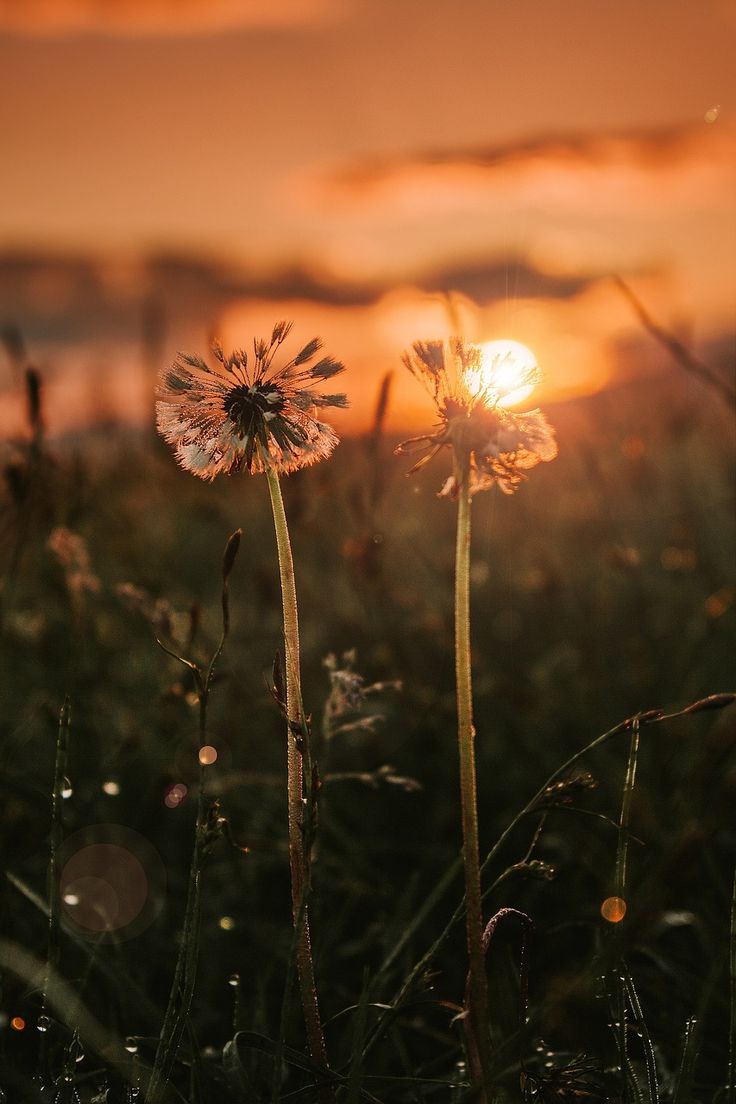Sunset Flowers Wallpapers - Wallpaper Cave