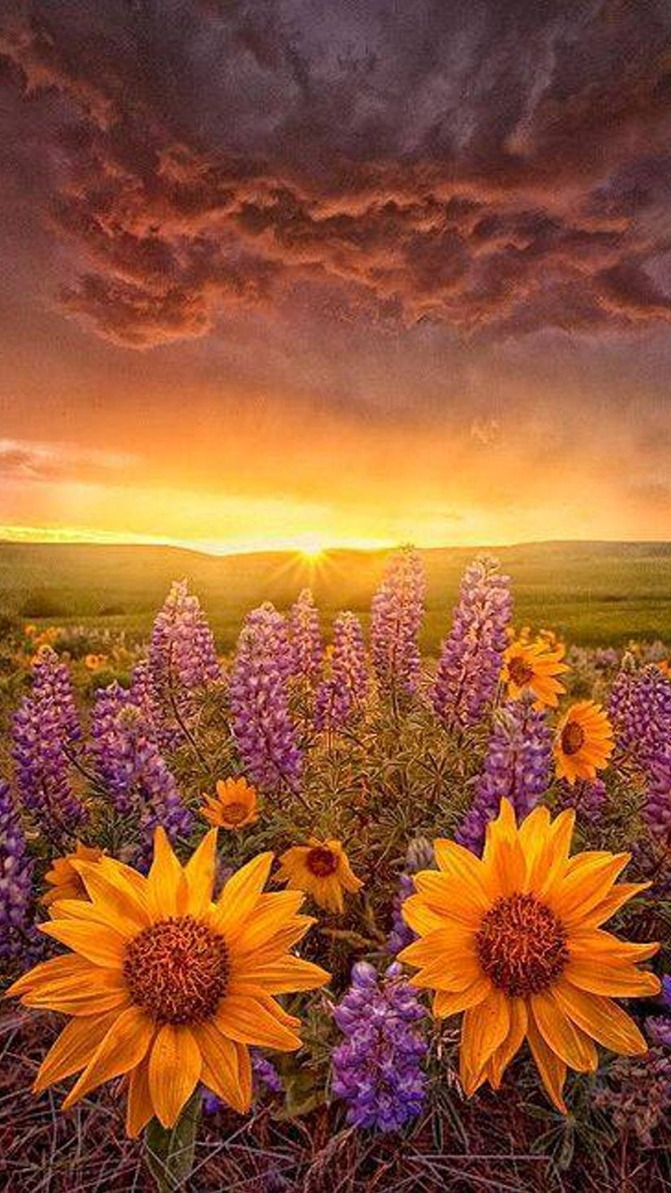 Flowers At Sunset Wallpapers - Wallpaper Cave