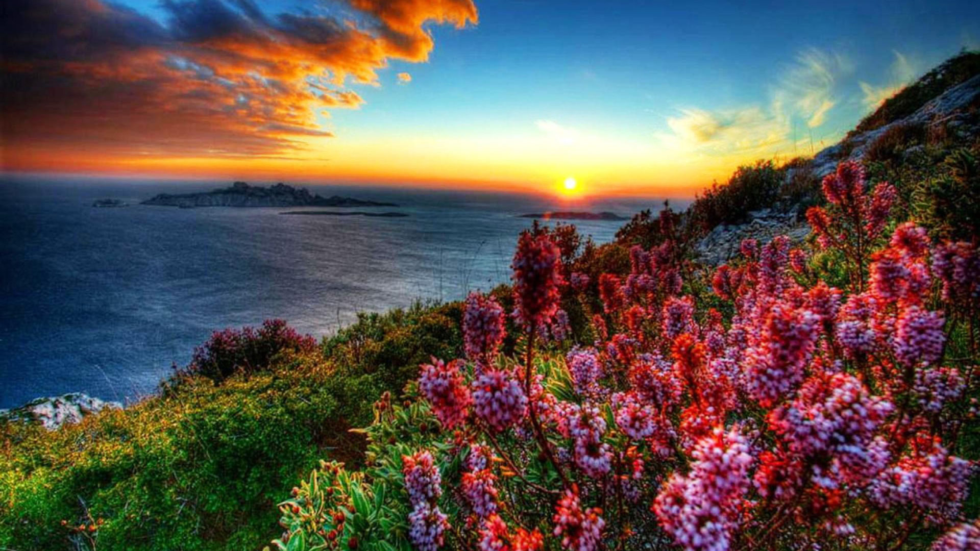 Flowers At Sunset Wallpapers - Wallpaper Cave