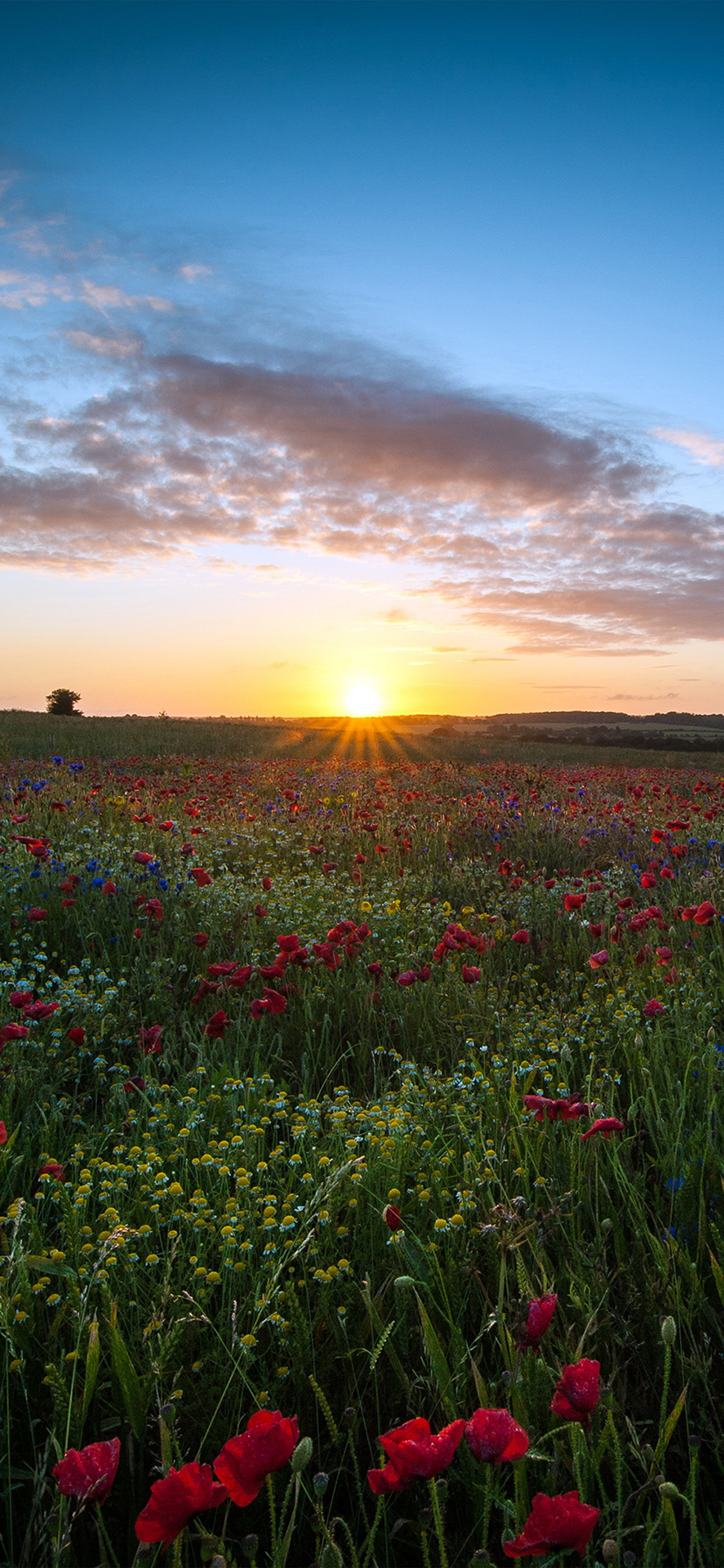 Flowers At Sunset Wallpapers - Wallpaper Cave