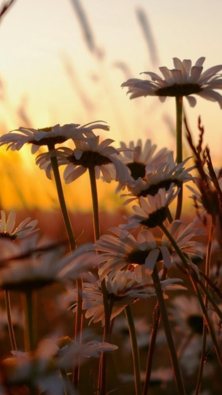 Flowers At Sunset Wallpapers - Wallpaper Cave