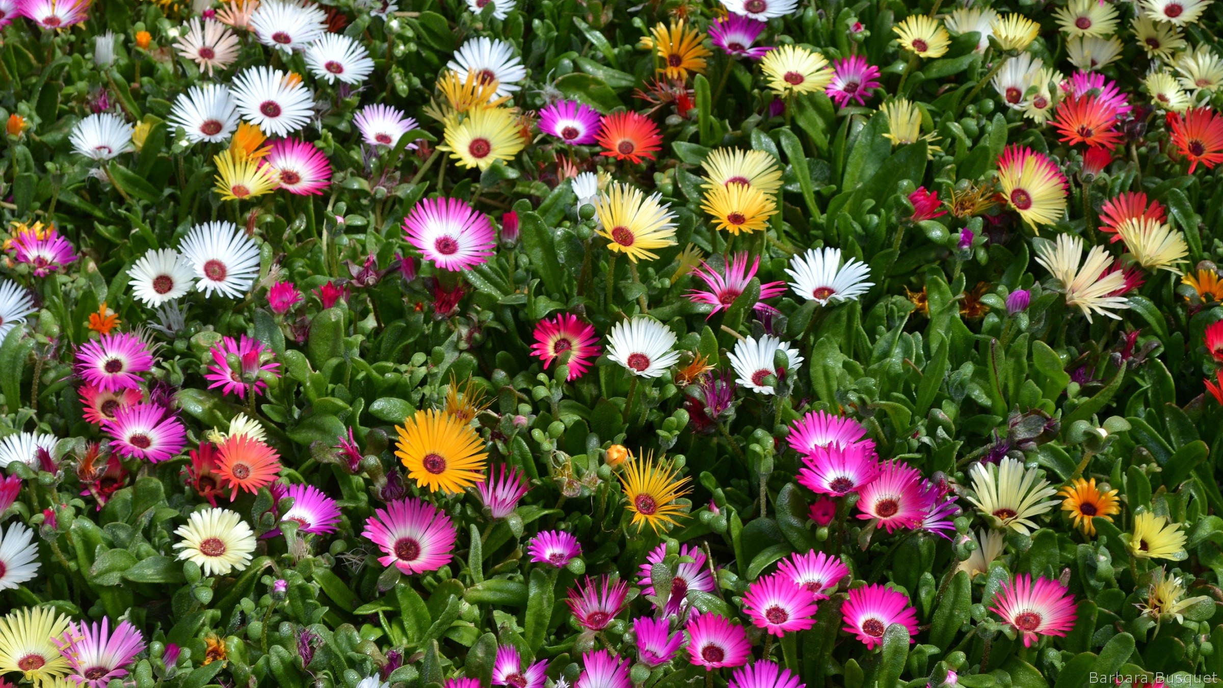 Mixed Flowers Wallpapers - Wallpaper Cave