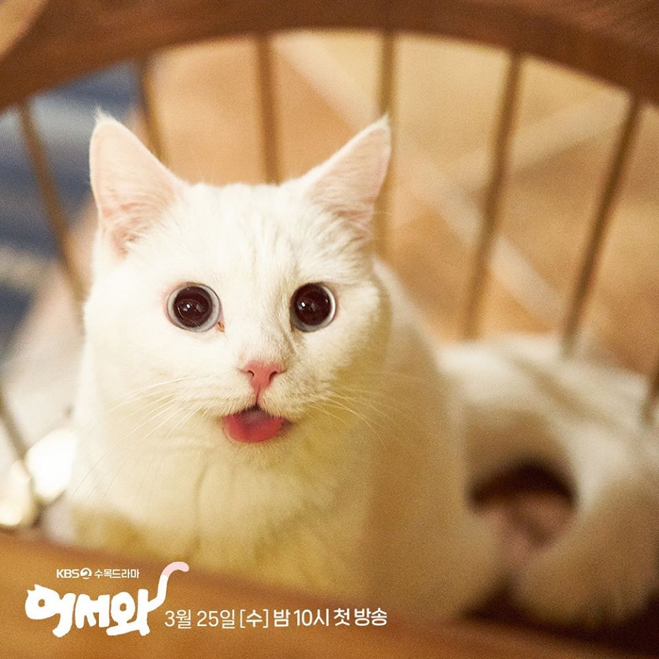 Meow The Secret Boy Wallpapers - Wallpaper Cave