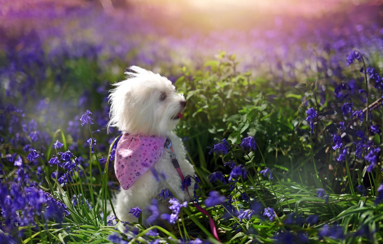 Dogs And Summer Wallpapers - Wallpaper Cave