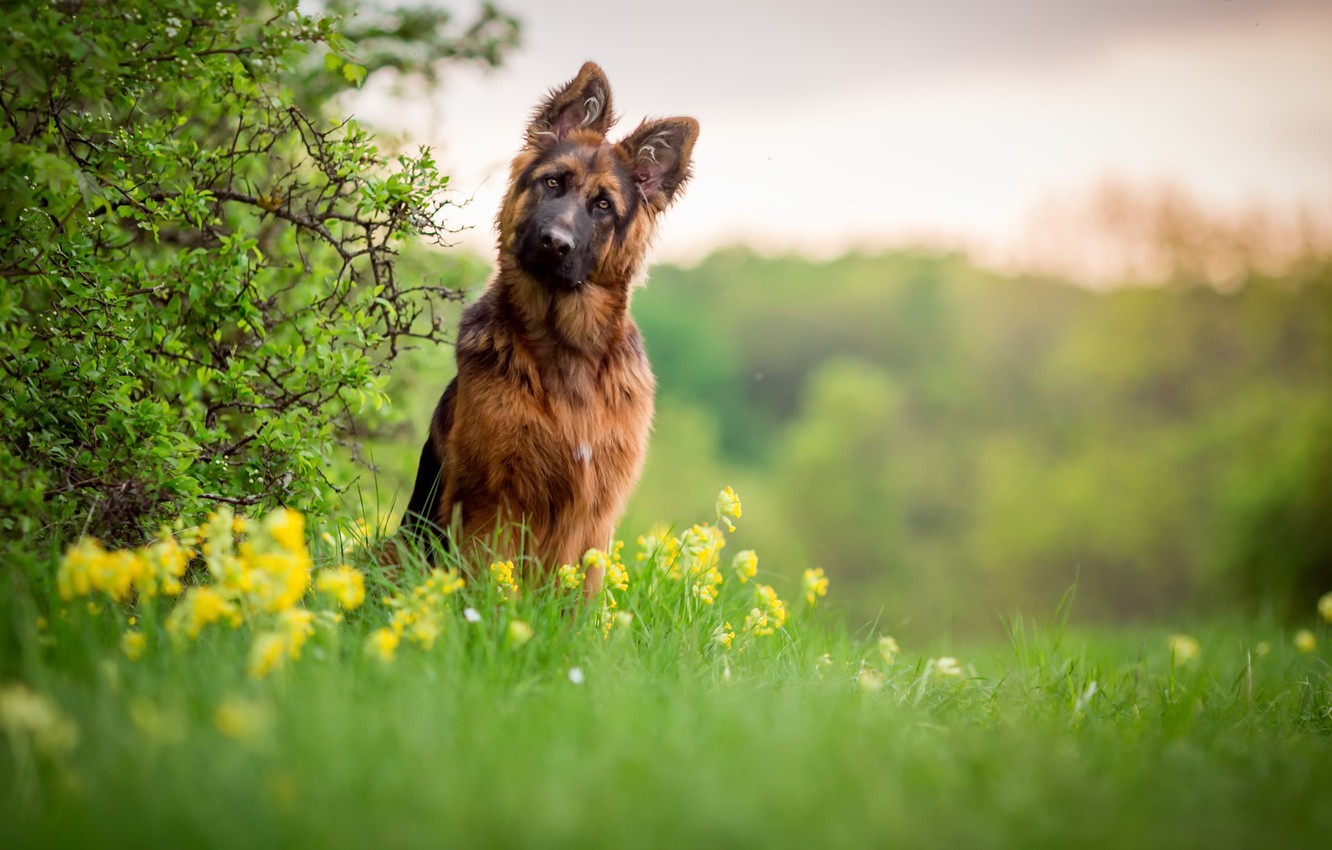 Dogs And Summer Wallpapers - Wallpaper Cave