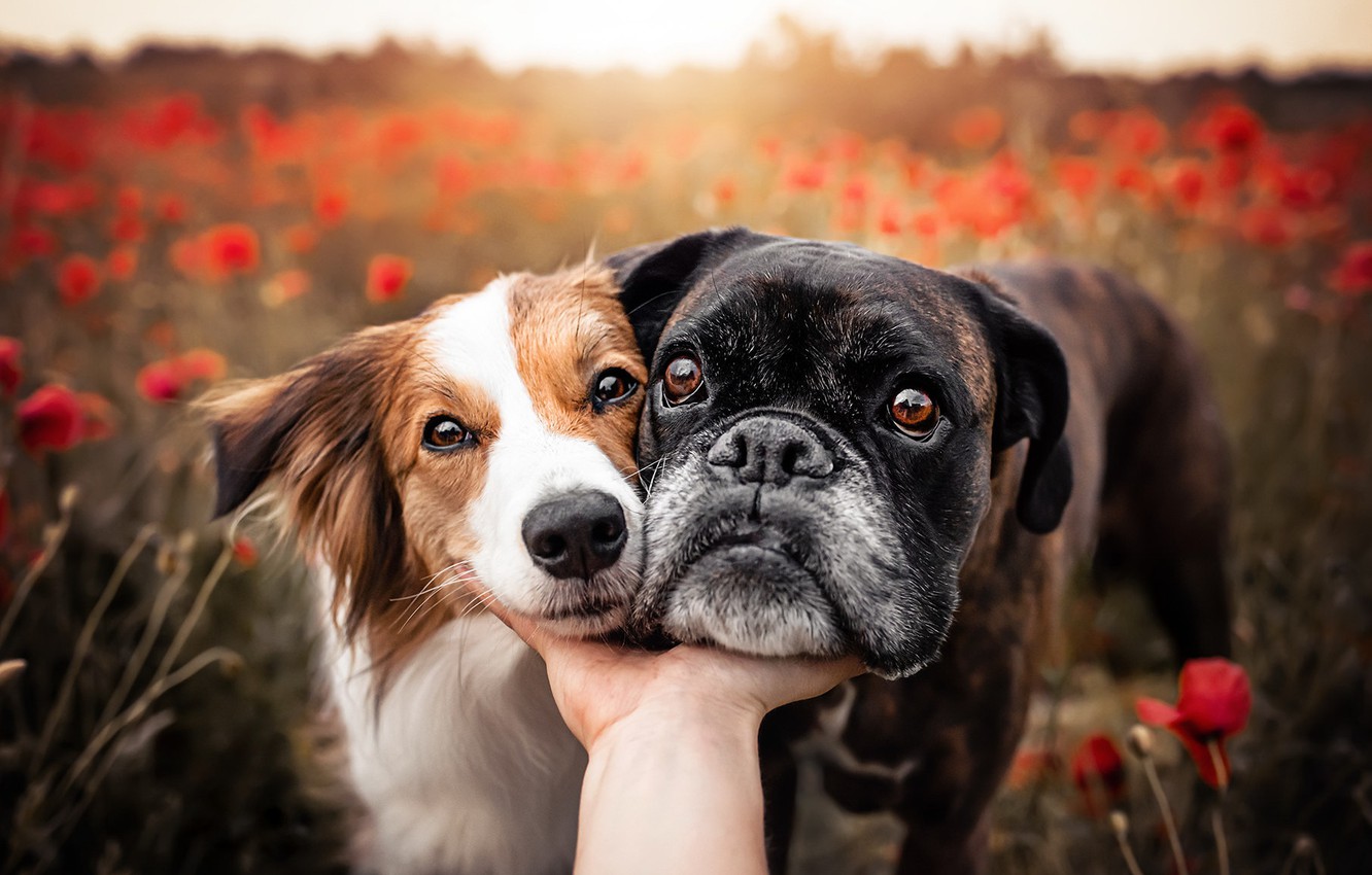 Dogs And Summer Wallpapers - Wallpaper Cave