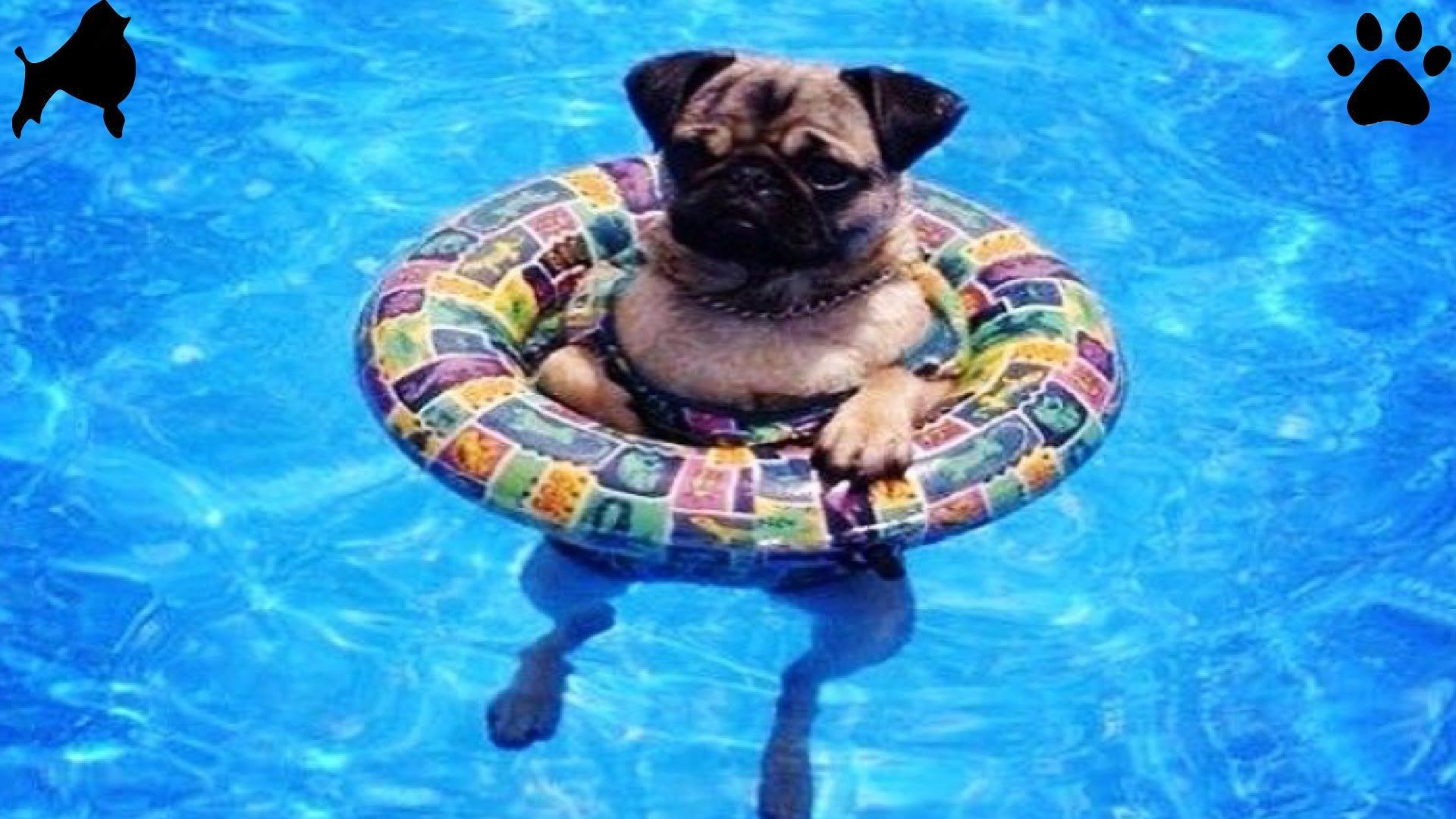 Dogs And Summer Wallpapers - Wallpaper Cave