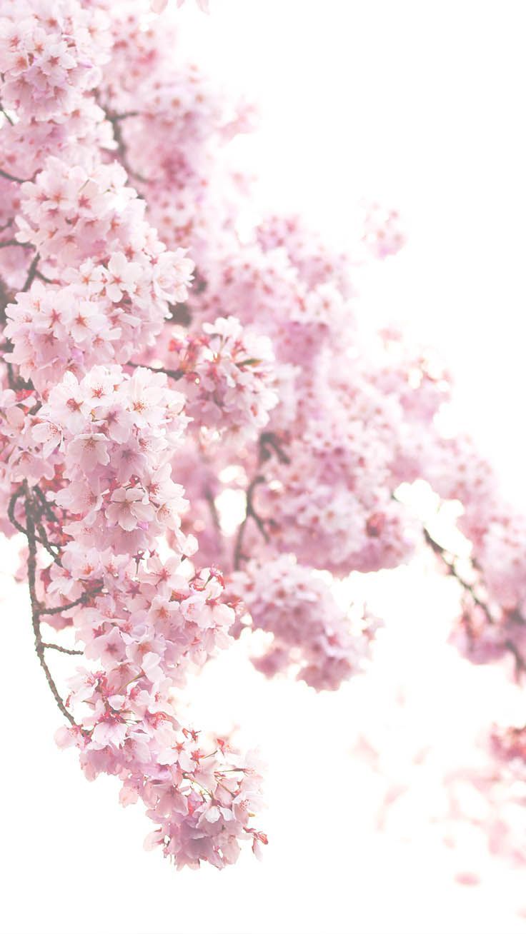 Spring Soft Wallpapers - Wallpaper Cave
