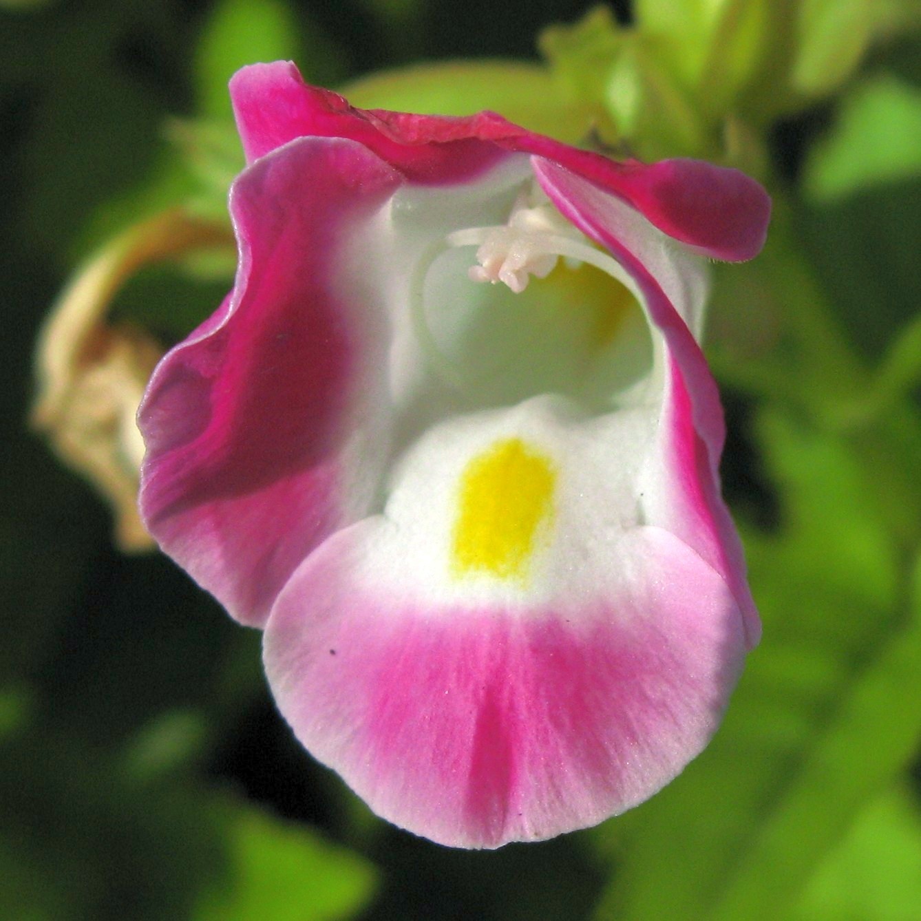 Torenia Fournieri Wallpapers - Wallpaper Cave