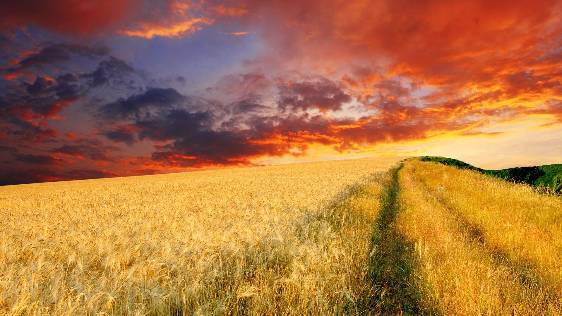 Wheat Farm Wallpapers - Wallpaper Cave