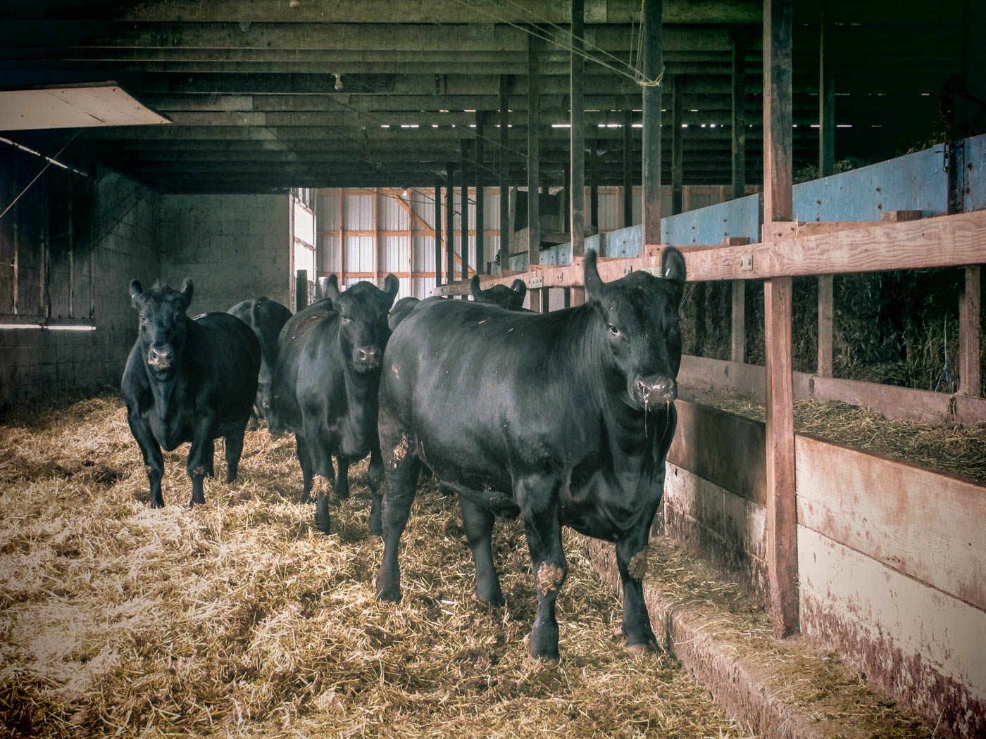Cow In Barn Wallpapers - Wallpaper Cave